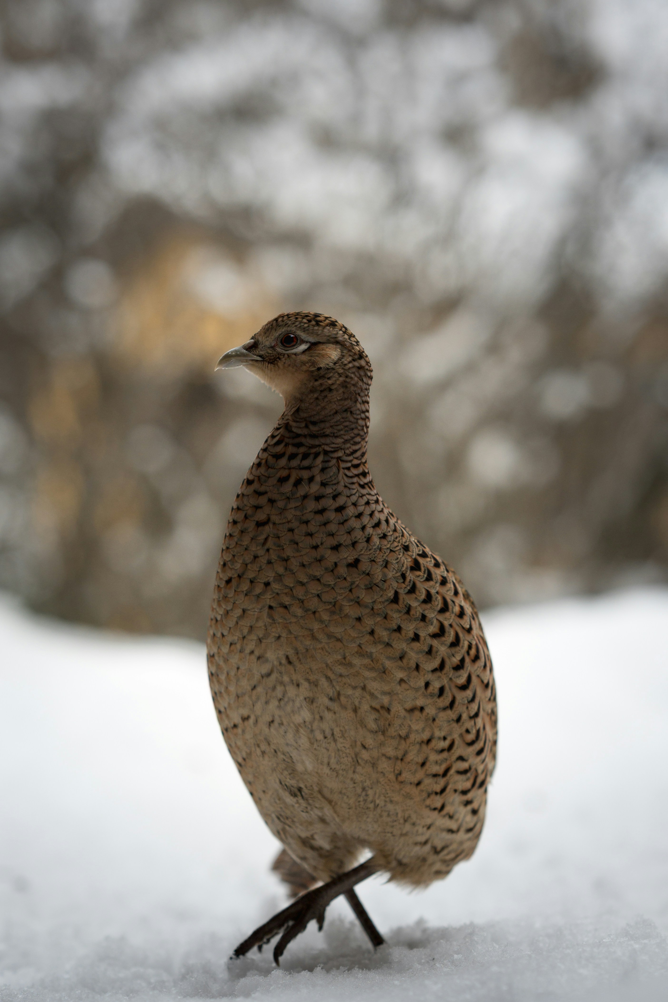 Ptarmigan in Winter Light: A Quiet Stance Amid Snow