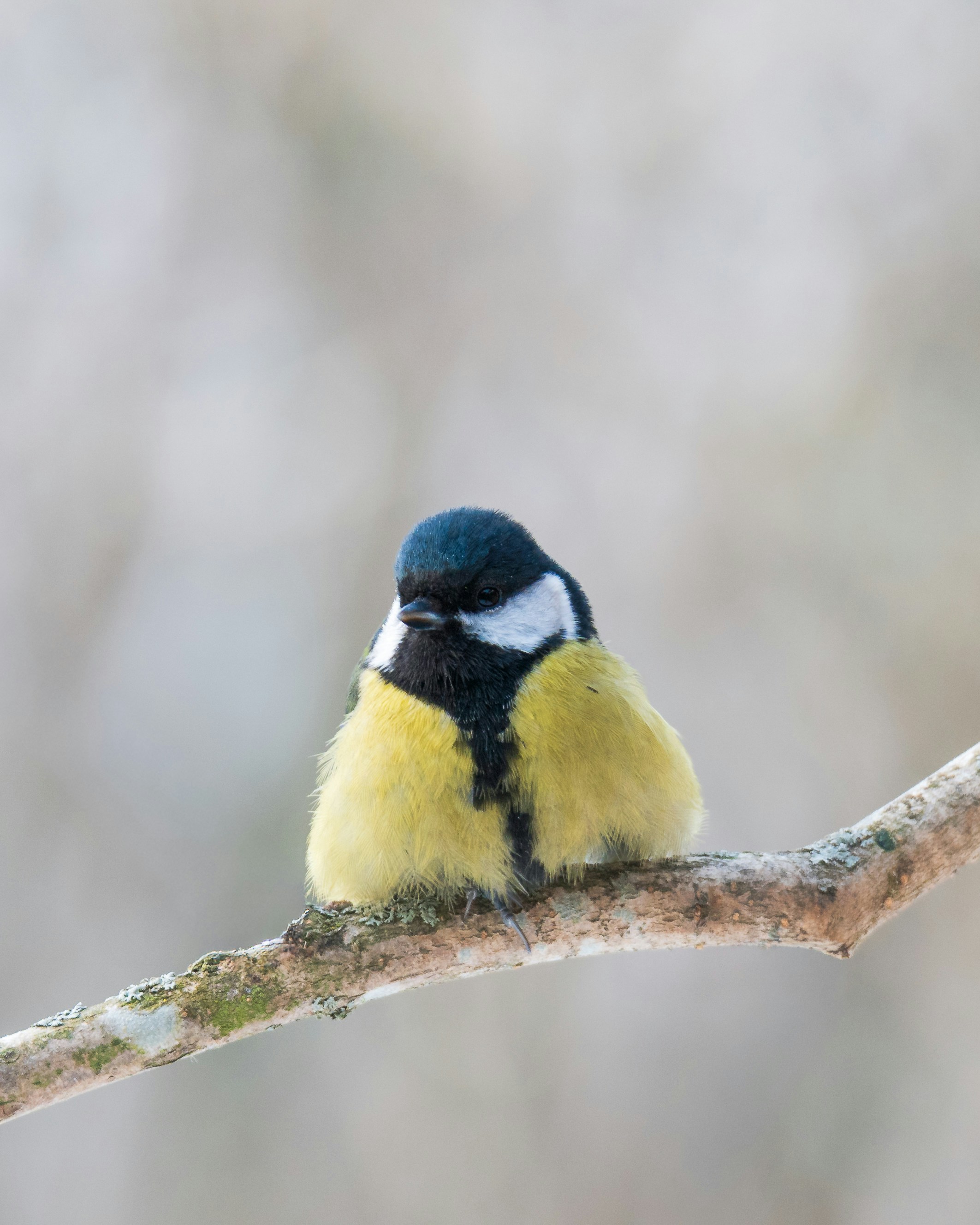 Blue-capped Great Tit perches on a mossy branch