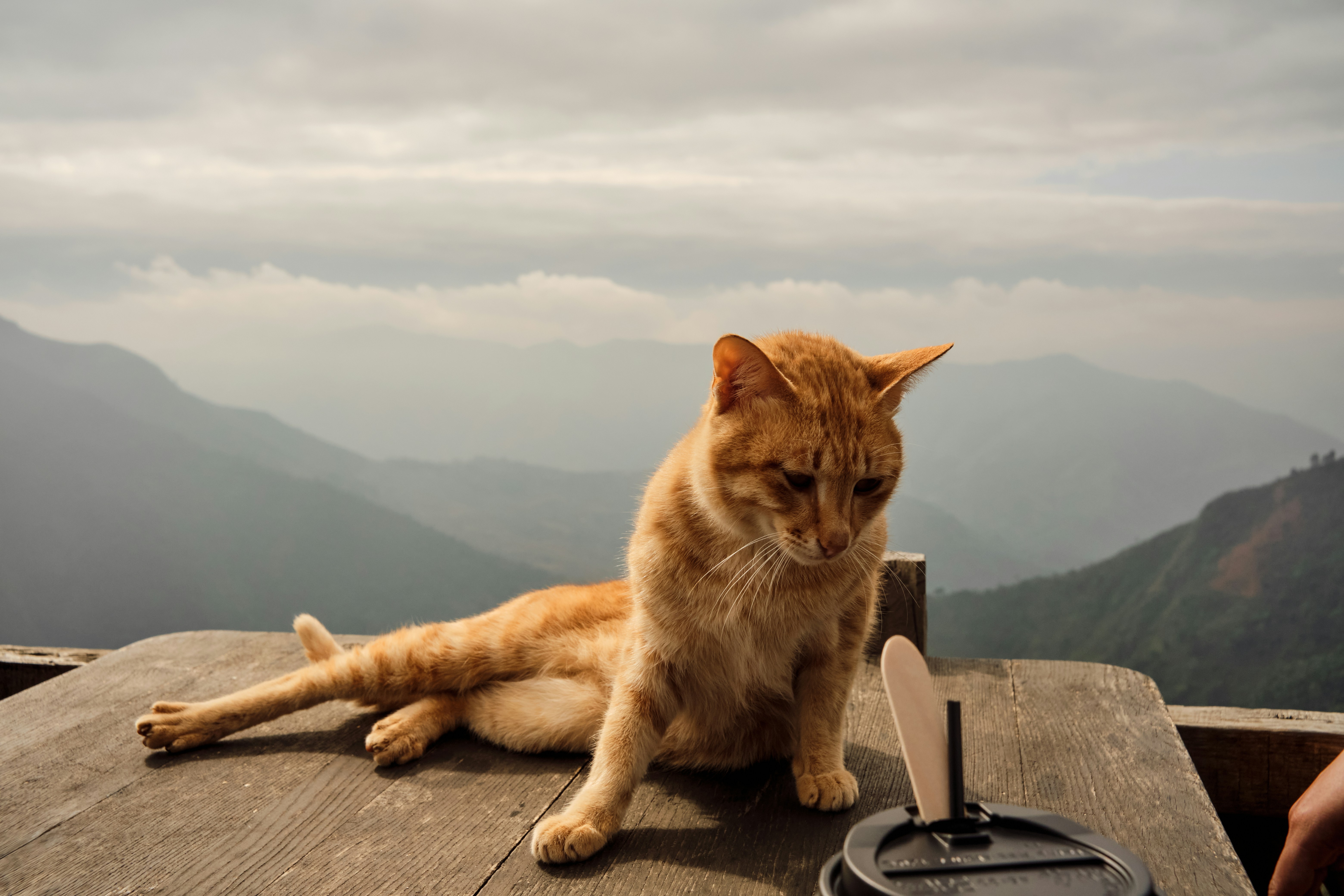 Golden Cat at the Edge: A Sun-Warmed Moment on a Mountain Deck