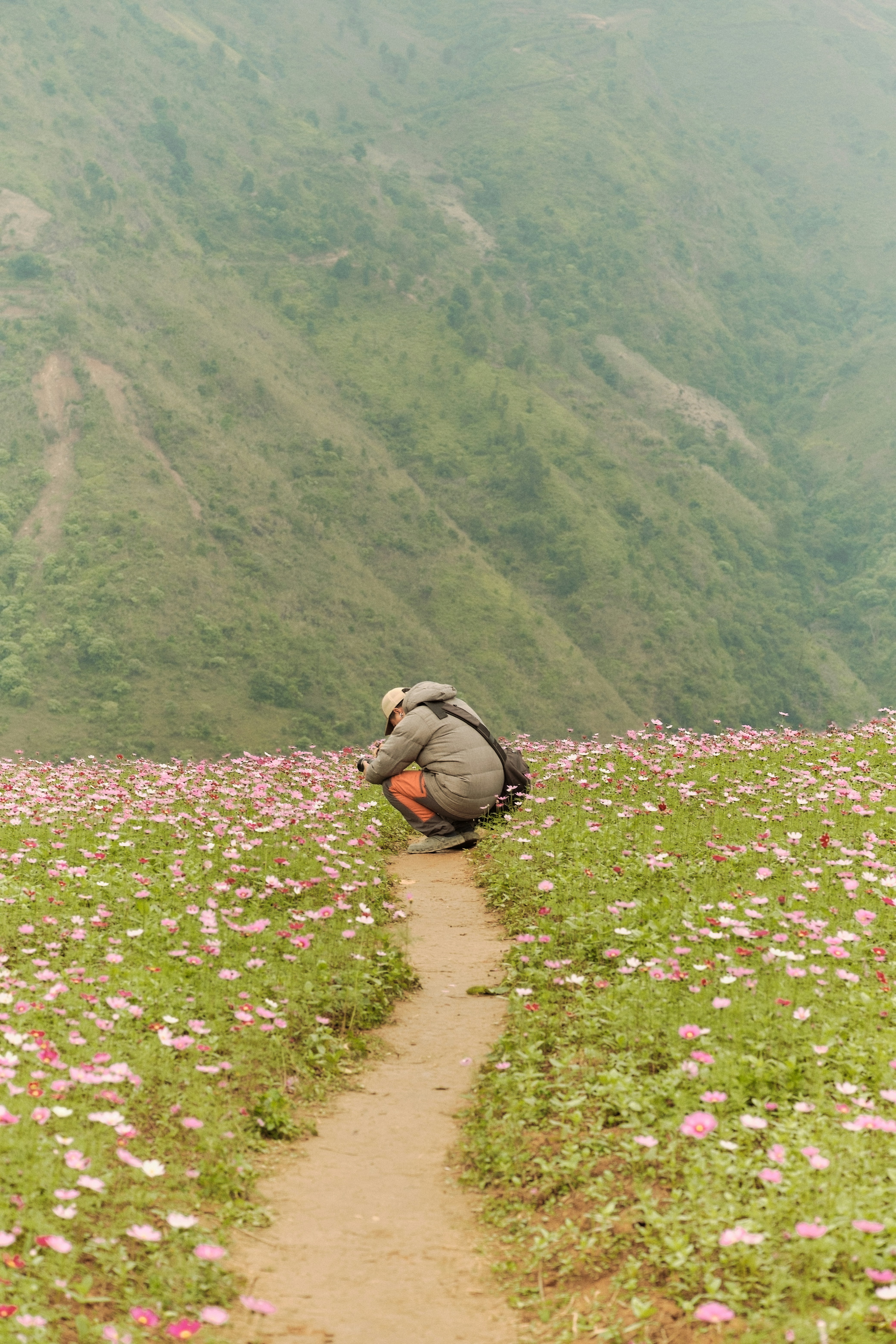 On the Path Through a Field of Pink Quiet
