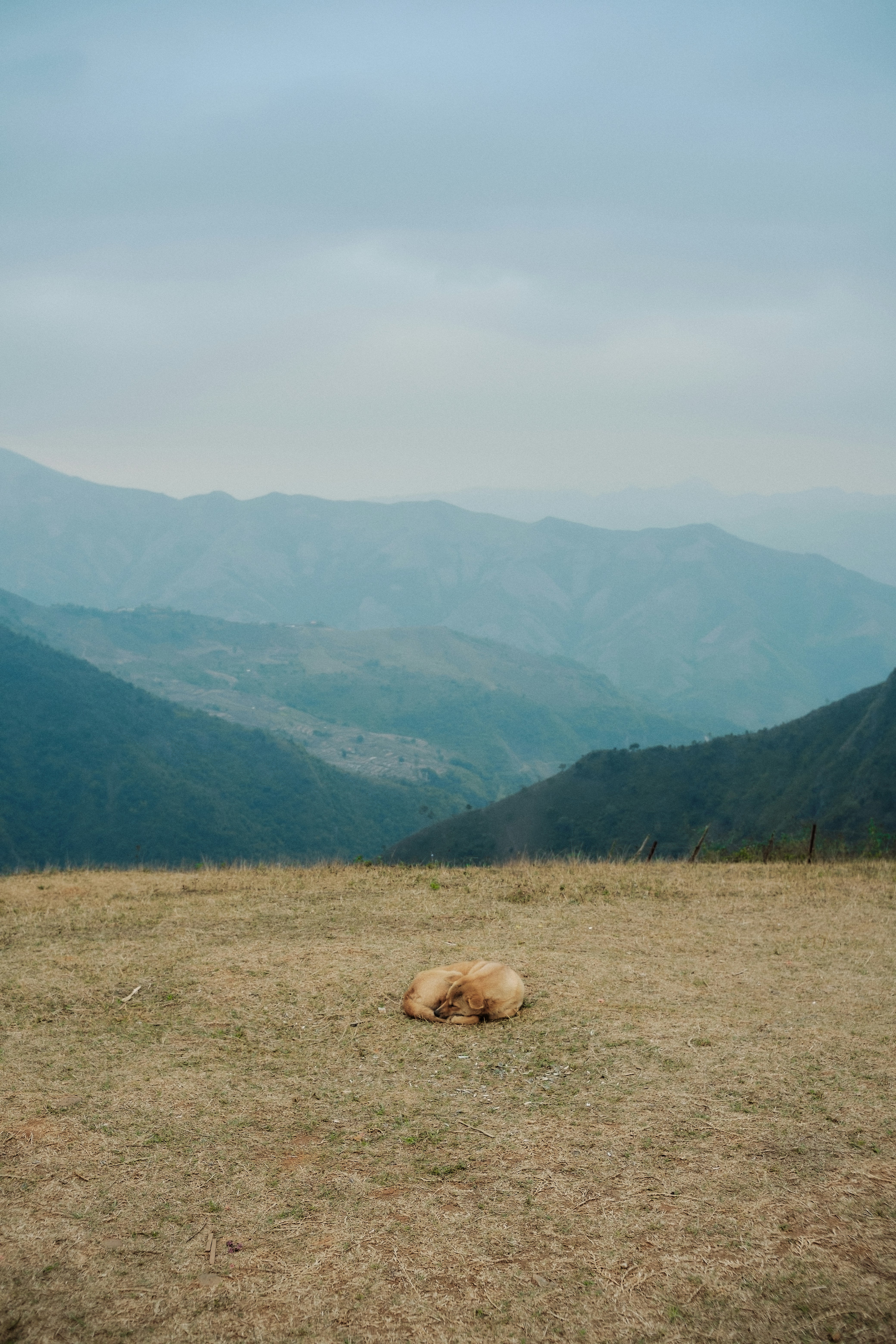 Lone Brown Dog Resting in a Mountain Meadow