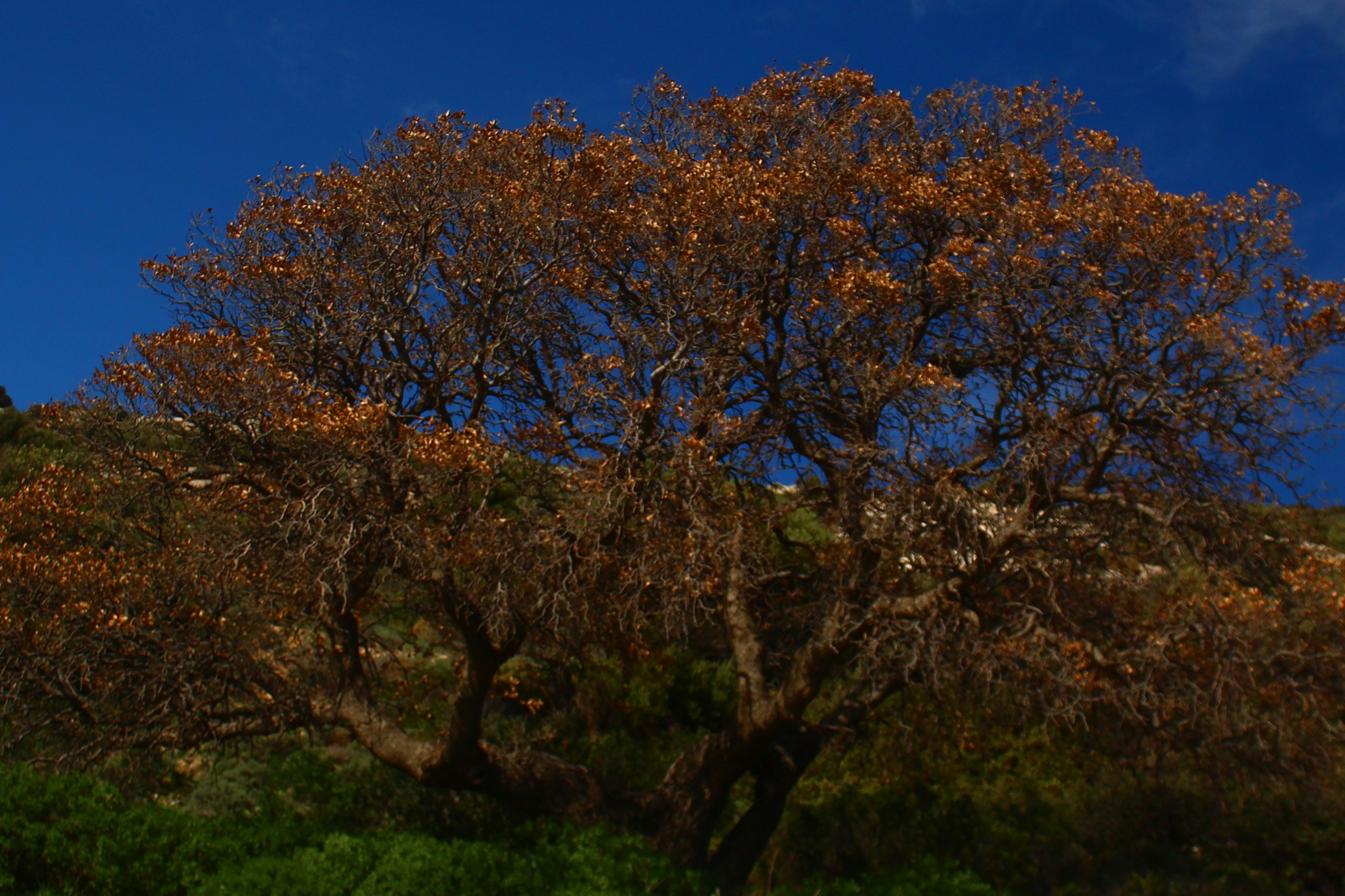 Autumn canopy under a cobalt sky