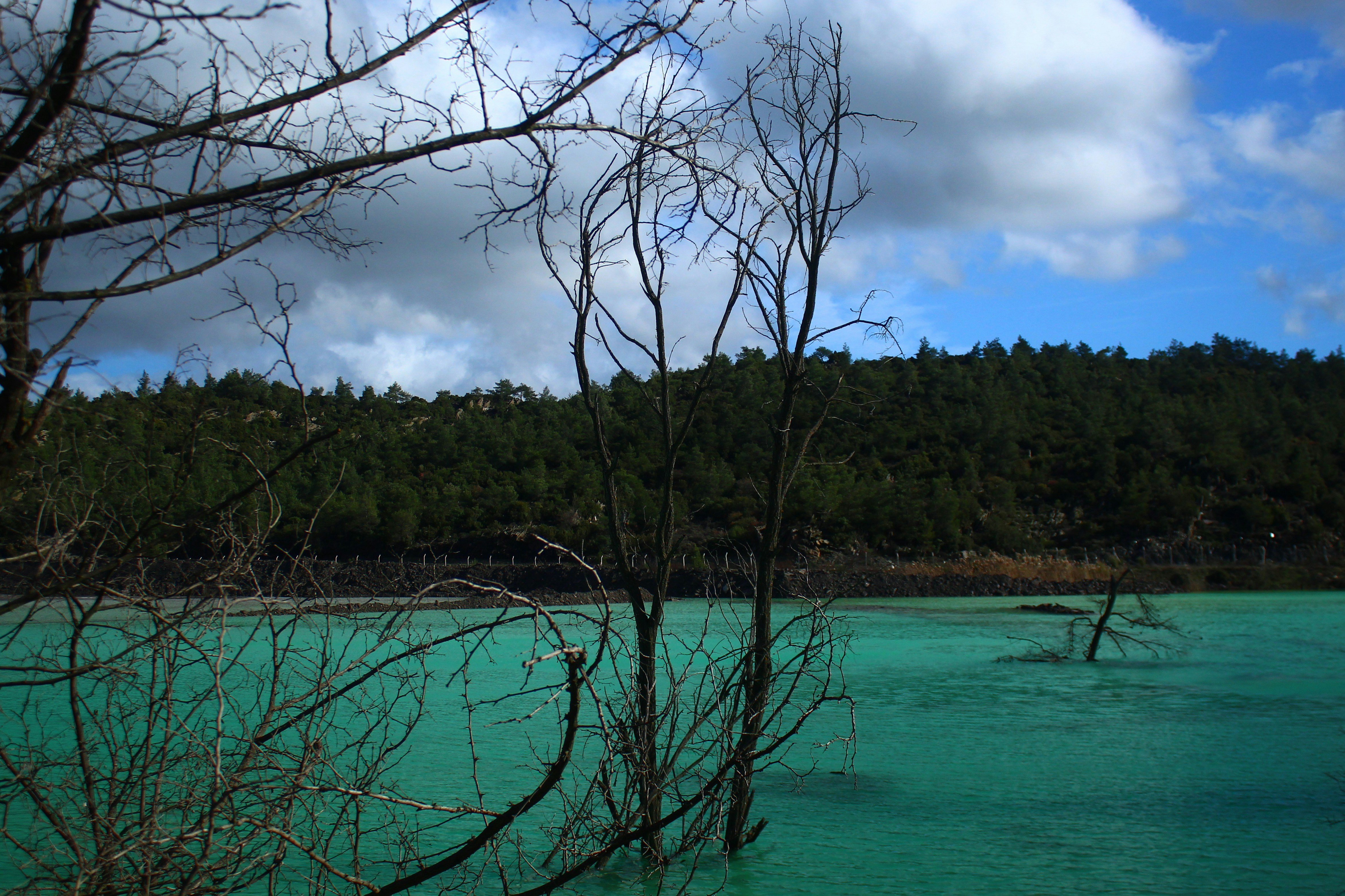 Emerald Waters and Bare Branches: A Quiet Lake Scene
