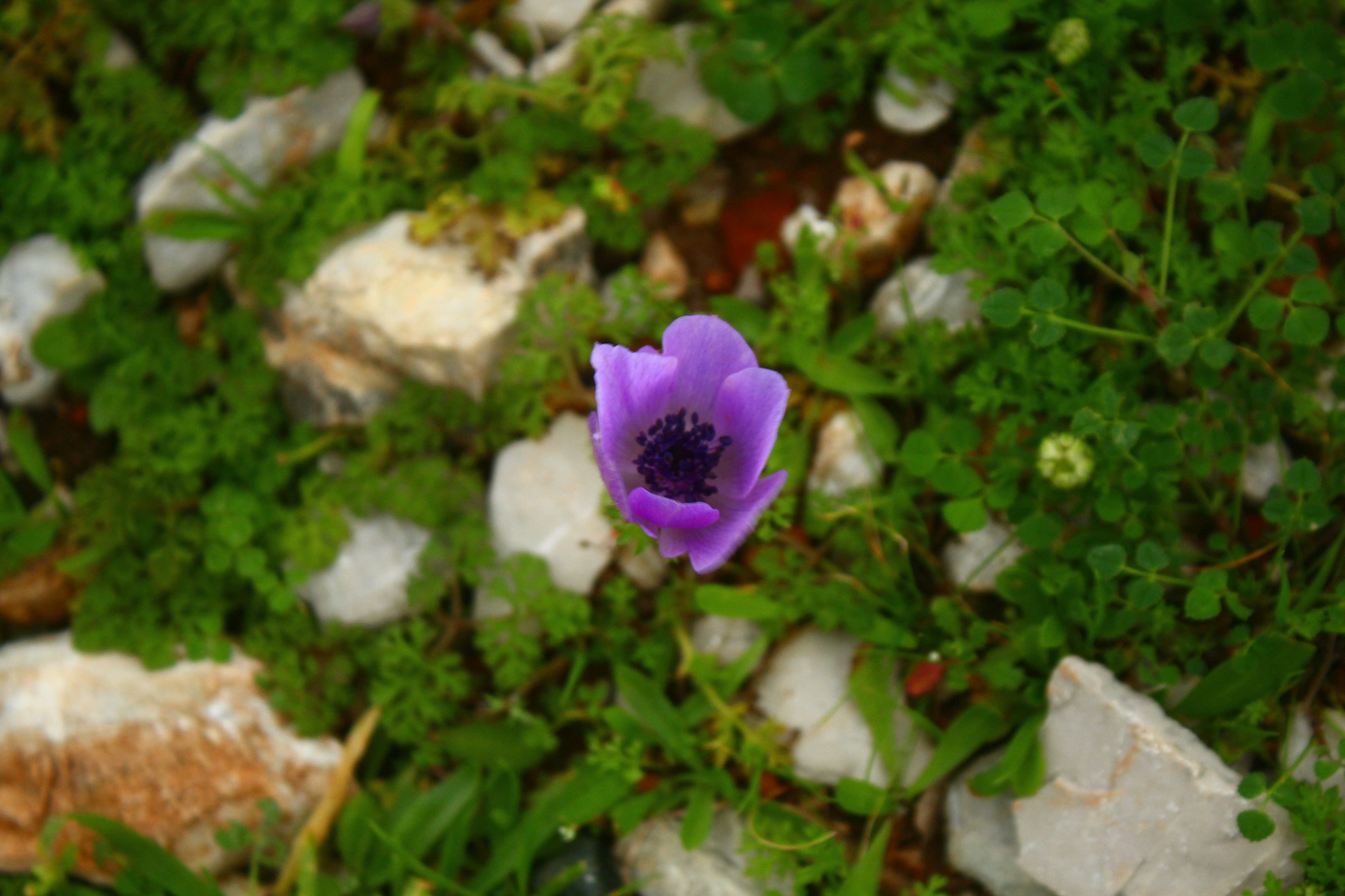 Azure-purple bloom amid stone mosaic