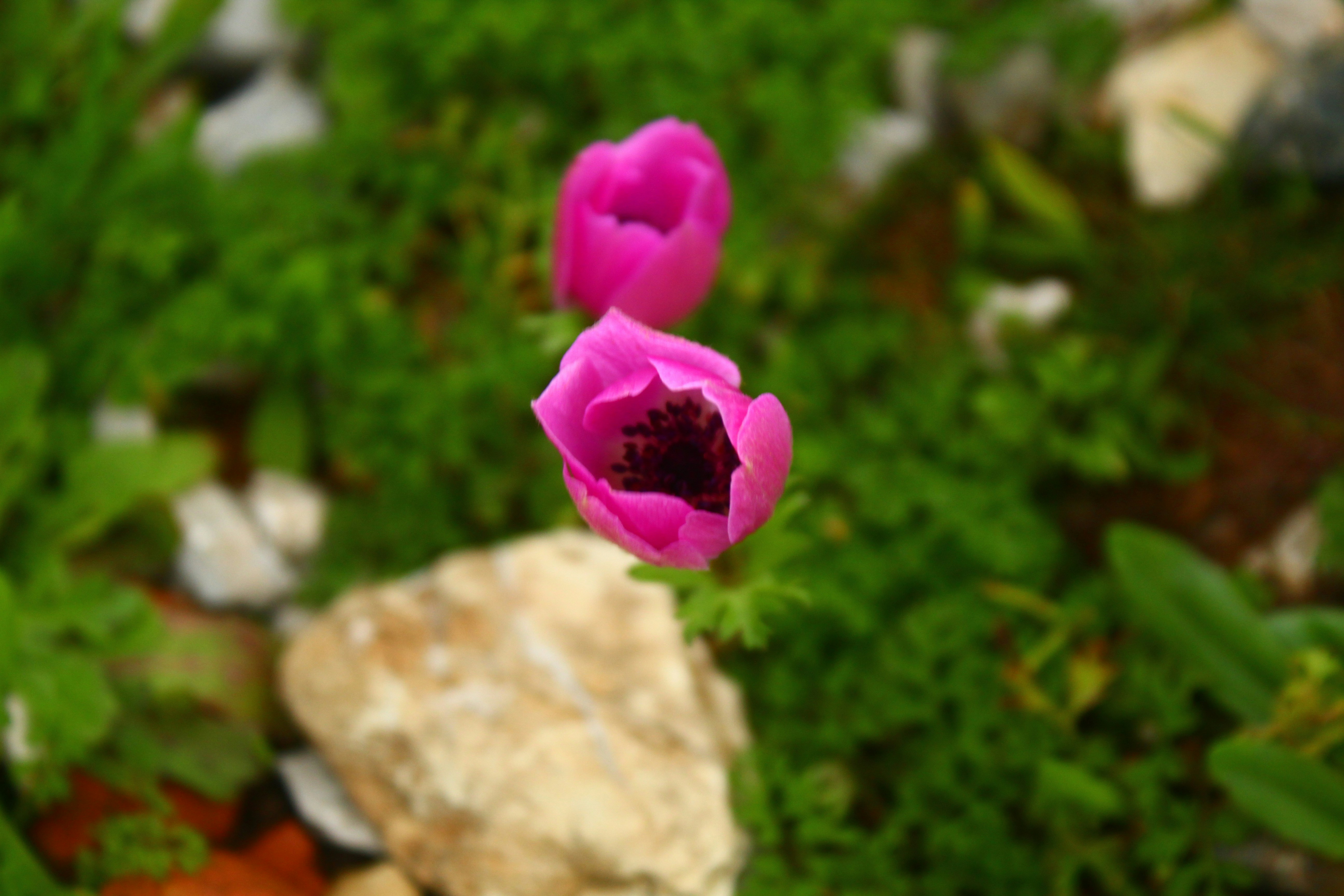 Pink Tulip In Focus Amid Pebbles and Greenery