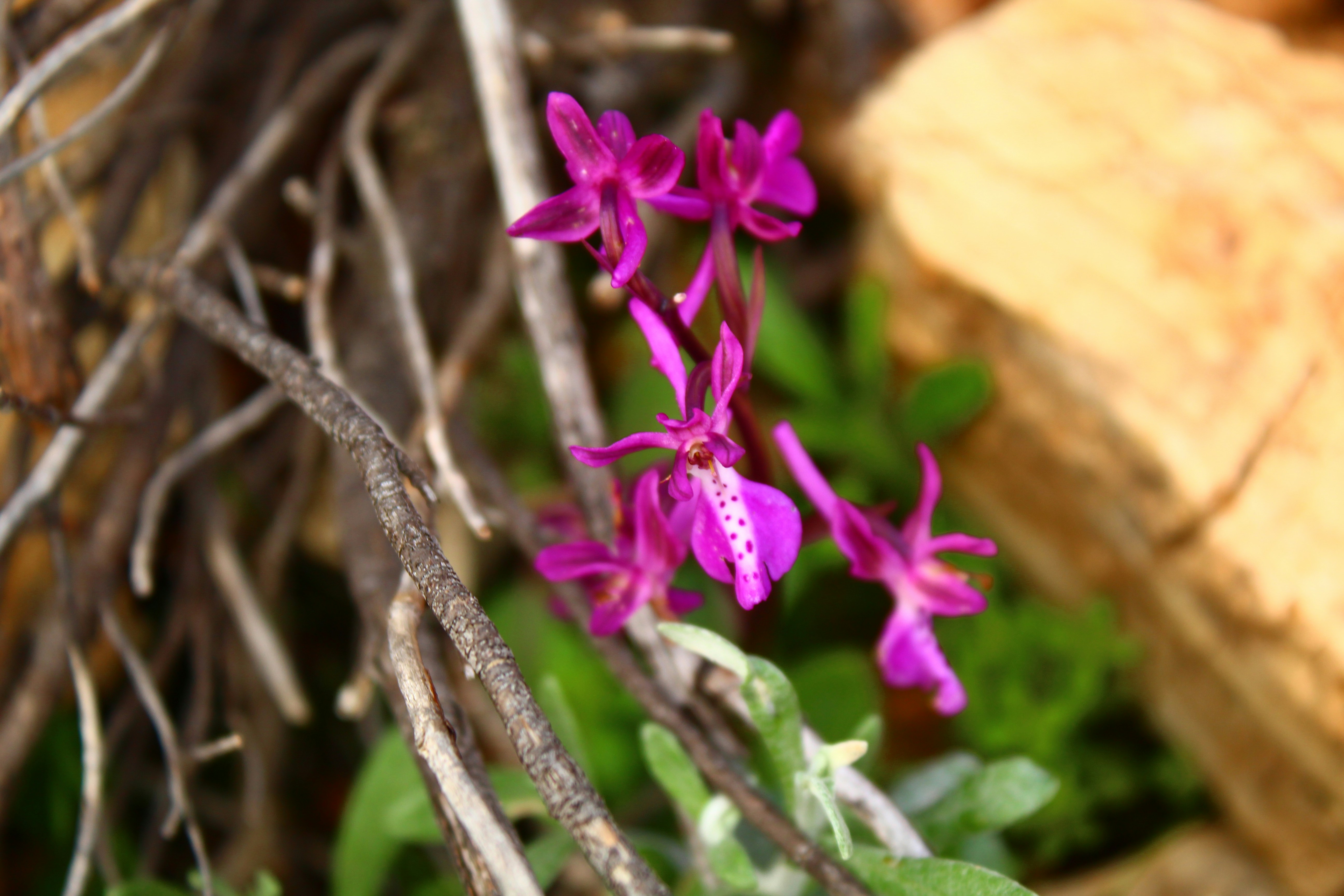 Pink orchid glow between twig shadows