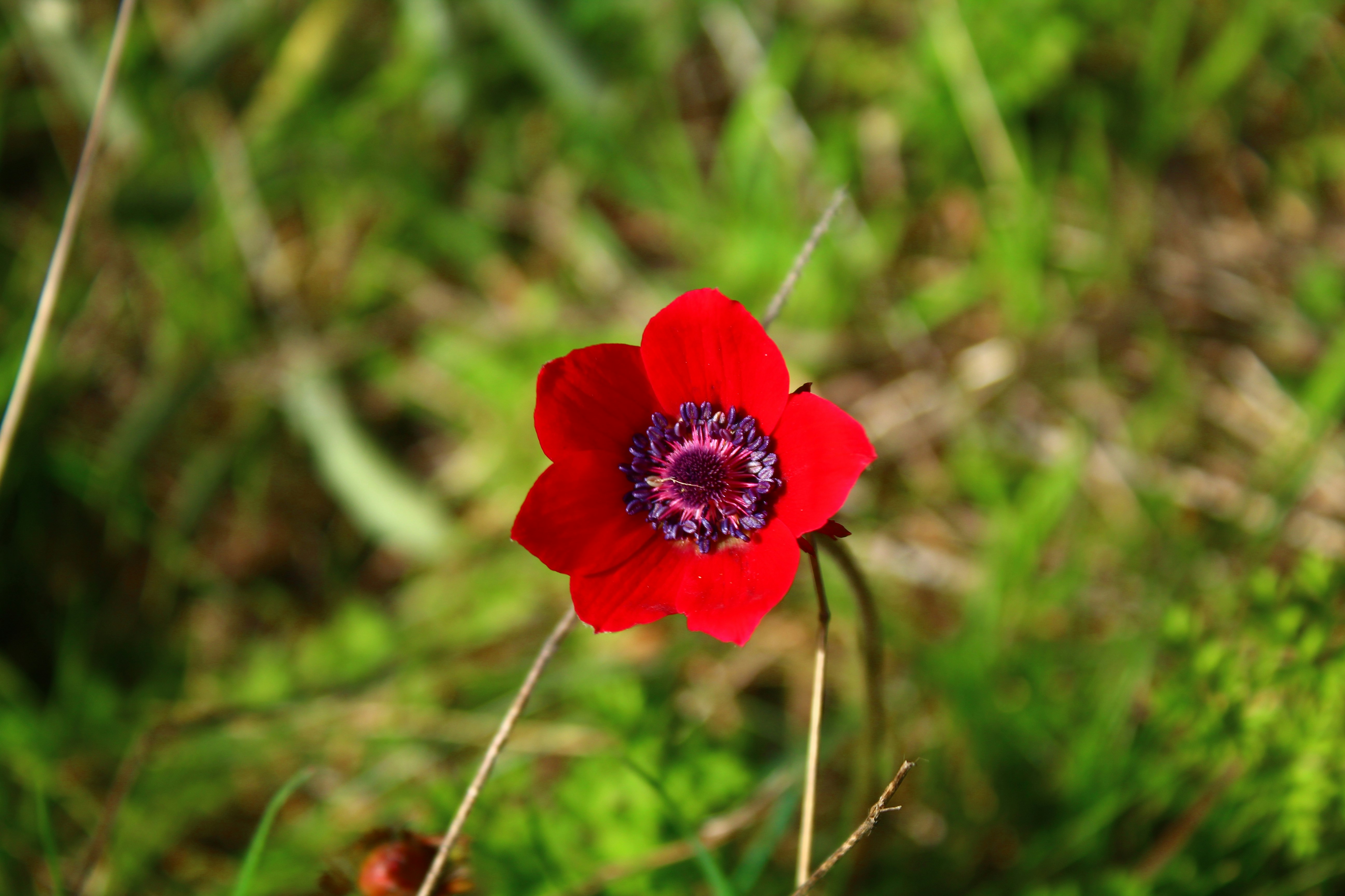 Red Bloom in a Meadow: Central Spotlight on a Poppy