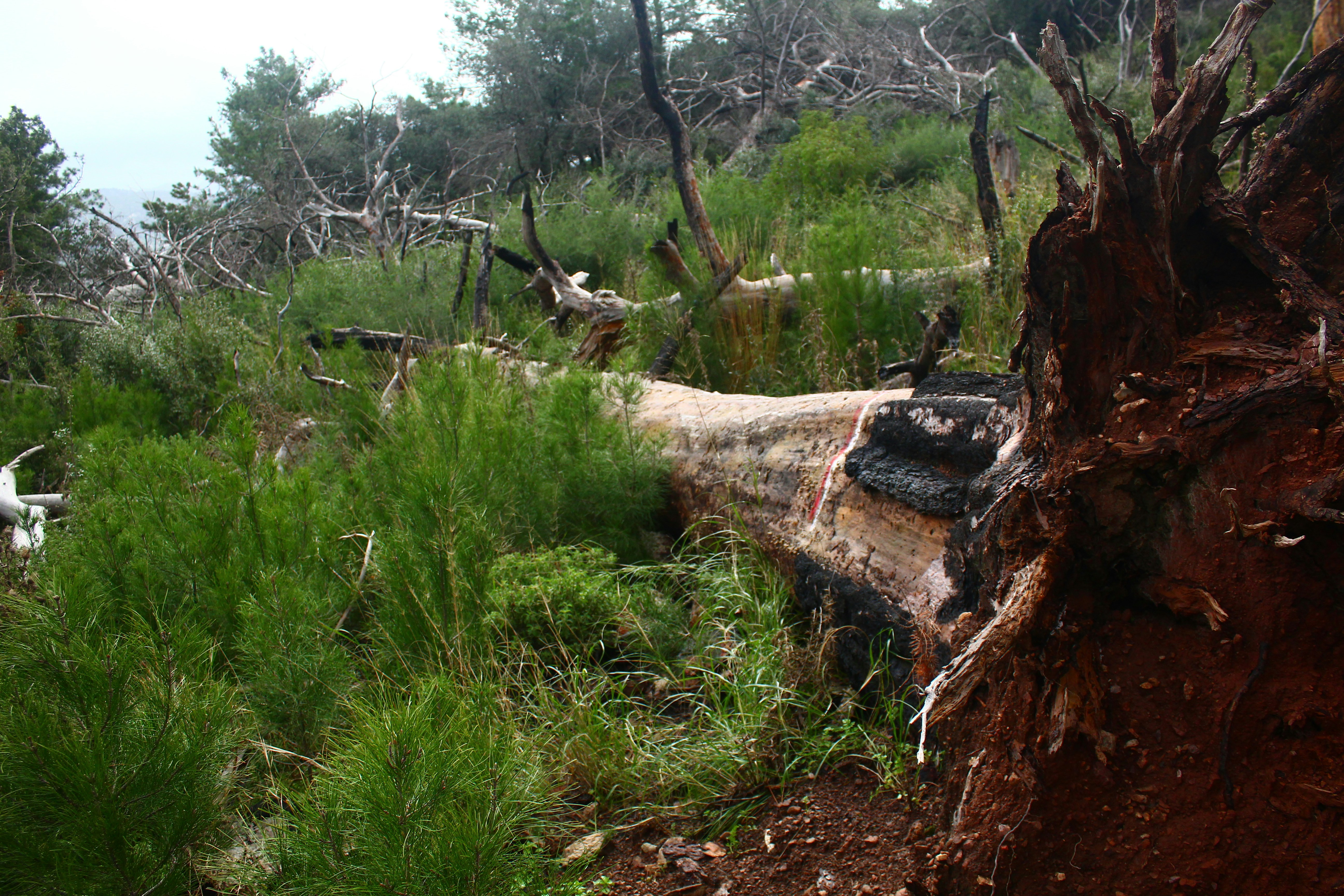 Fallen Trunk Trail: A Rugged Patch of Green and Bark