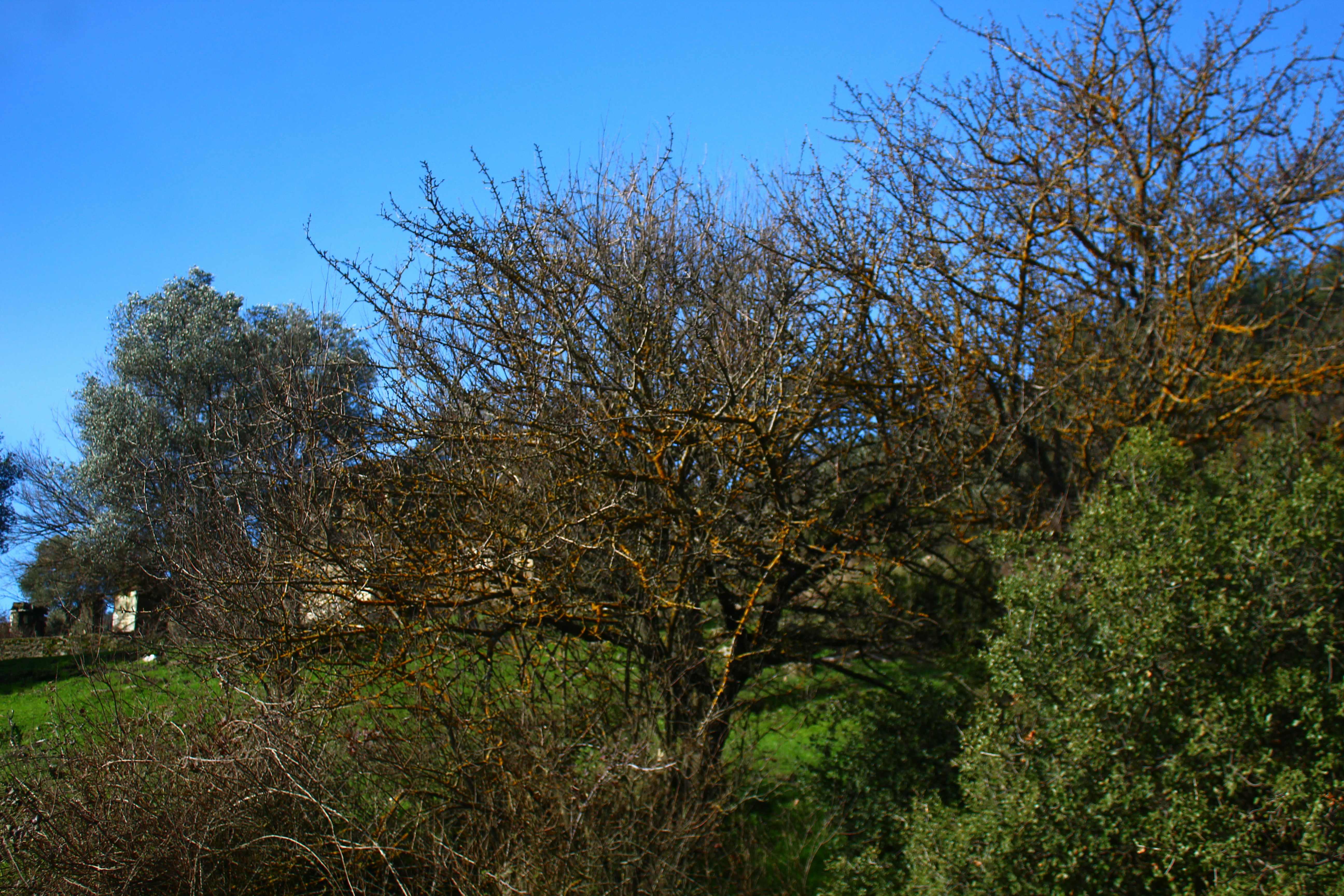 Blue Sky Over Winter Branches