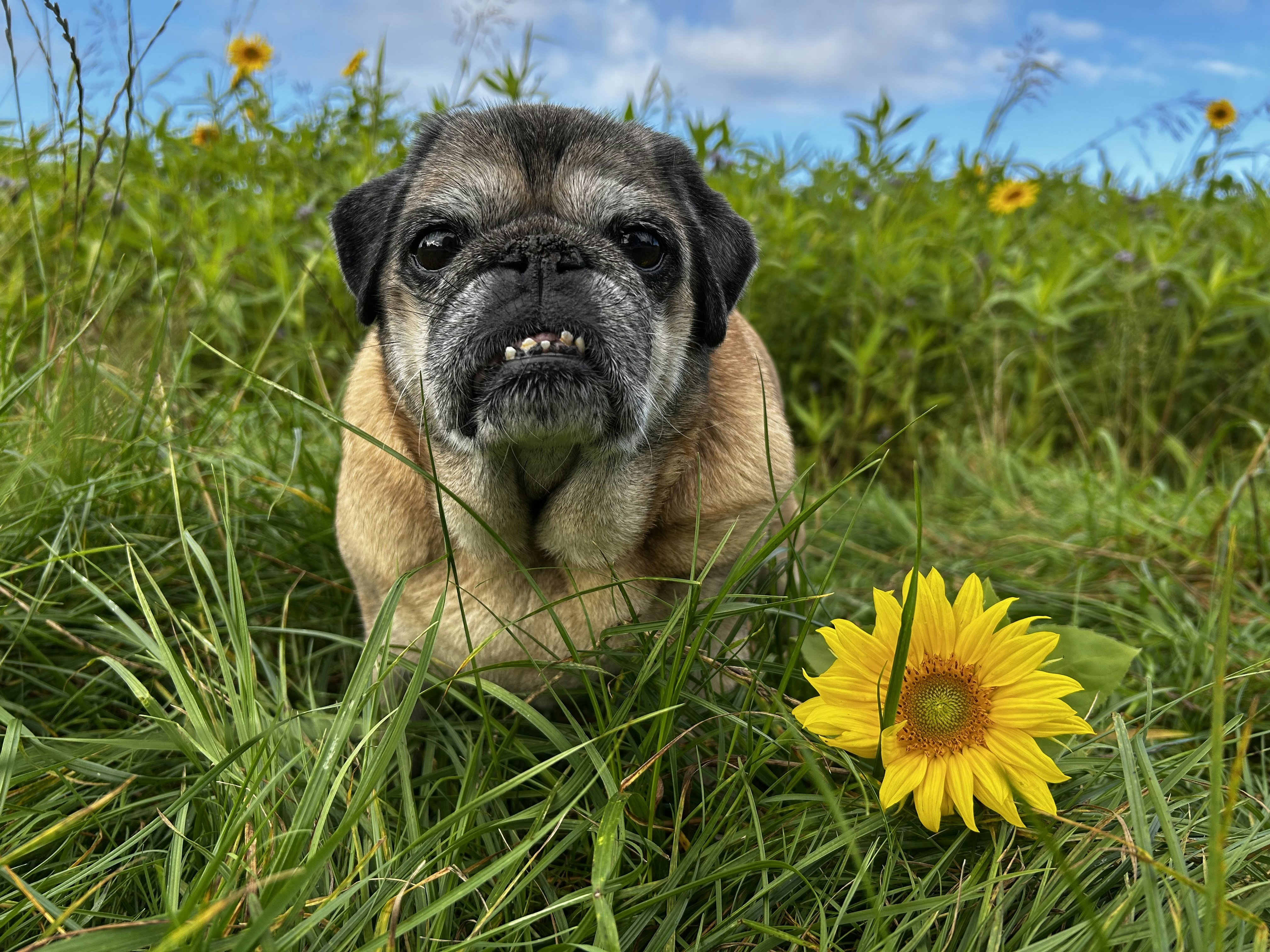 Ground-Level Grin: A Pug Amid Bright Daisies