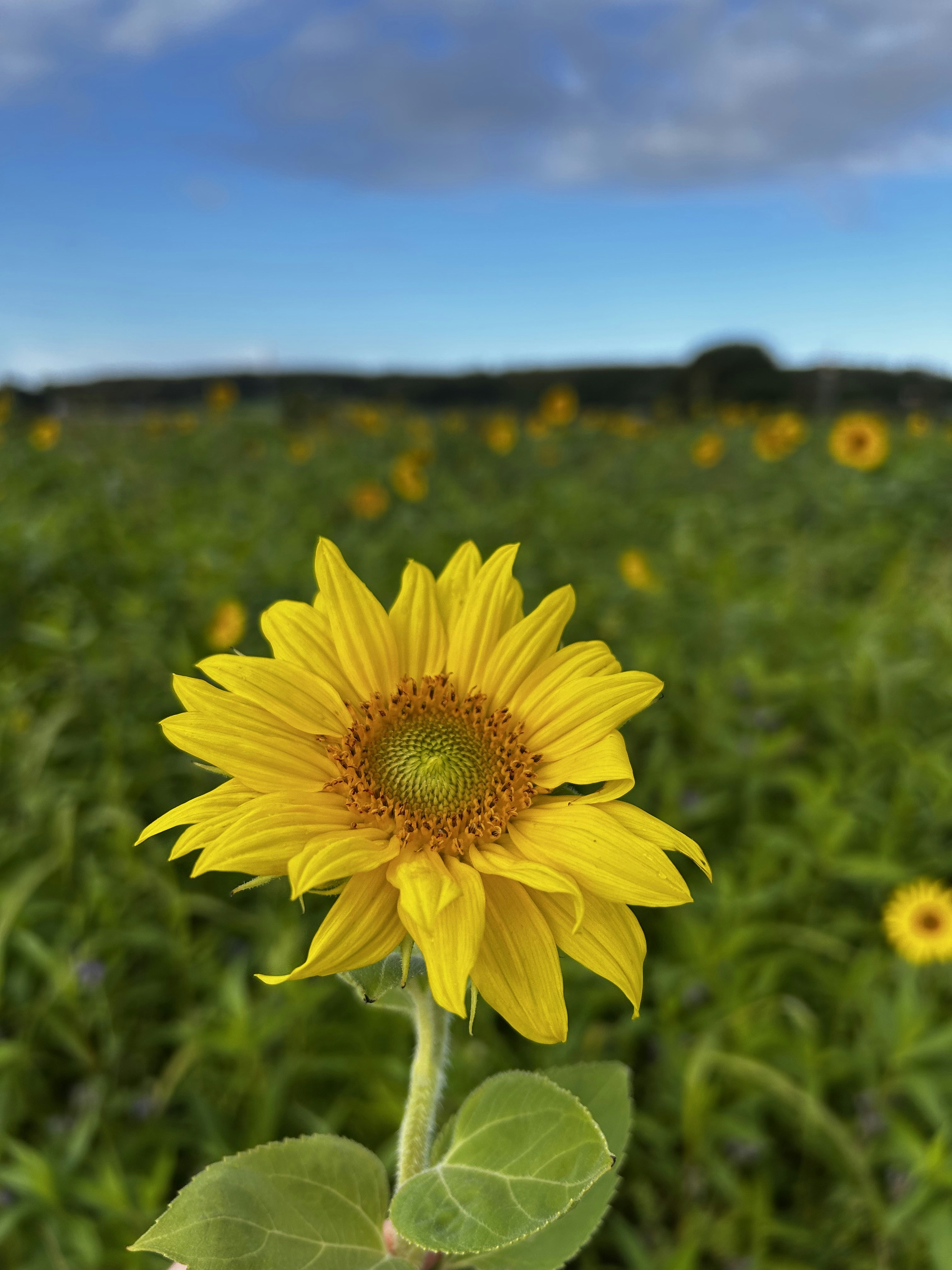 Sunlit Helianthus Spotlight