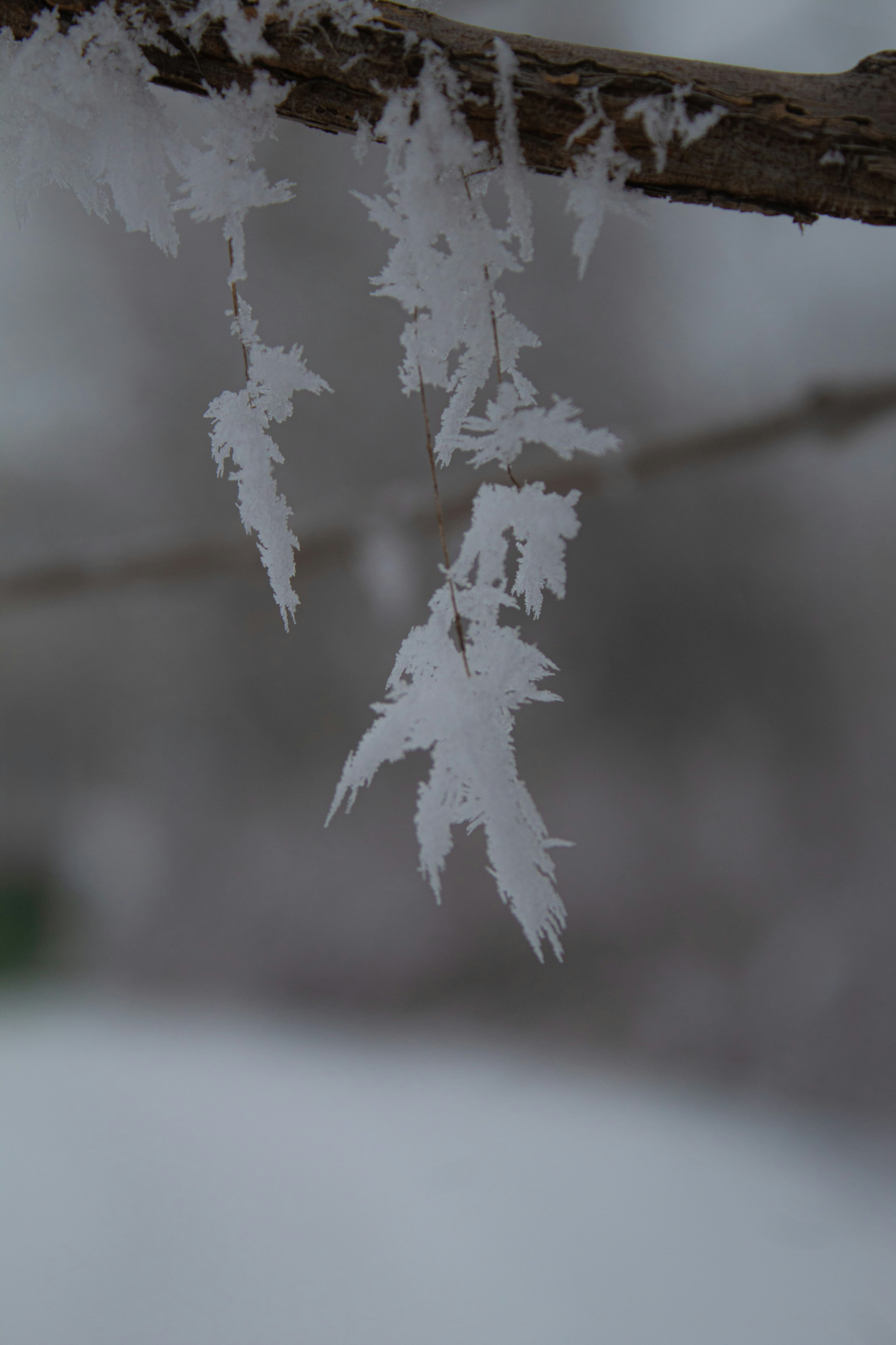 Close-up of delicate frost formations on a twig against a blurred winter backdrop. This image emphasizes the frosty texture and quiet, muted tones of a cold scene.