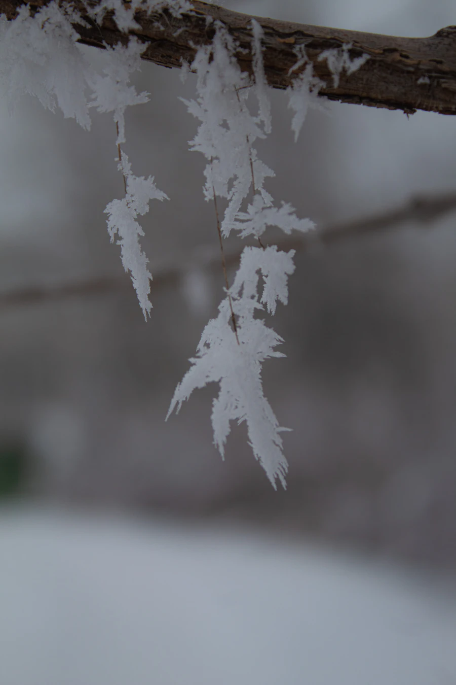 Close-up of delicate frost formations on a twig against a blurred winter backdrop. This image emphasizes the frosty texture and quiet, muted tones of a cold scene.