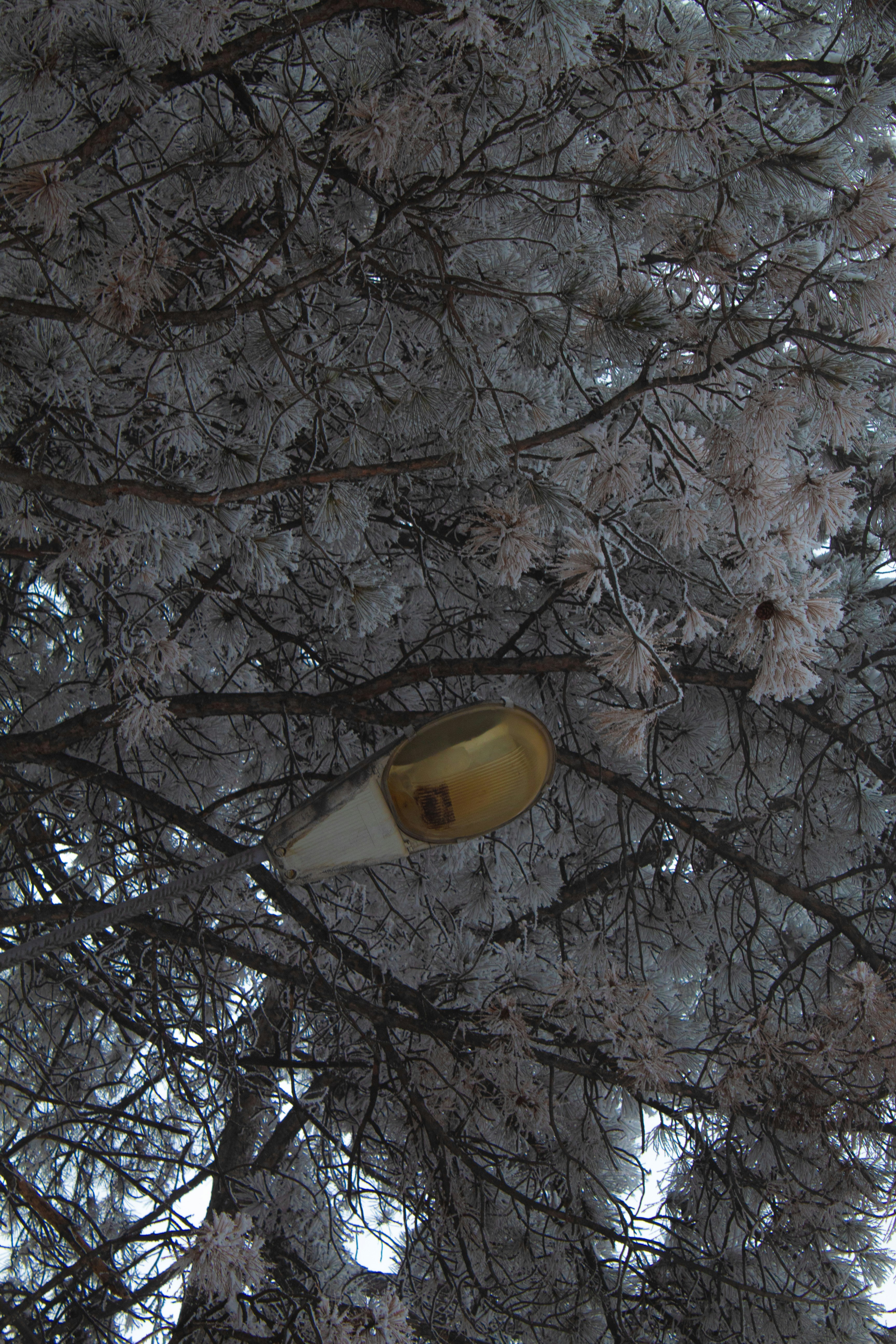 Autumn Night Lamp: A solitary glow among frosted branches