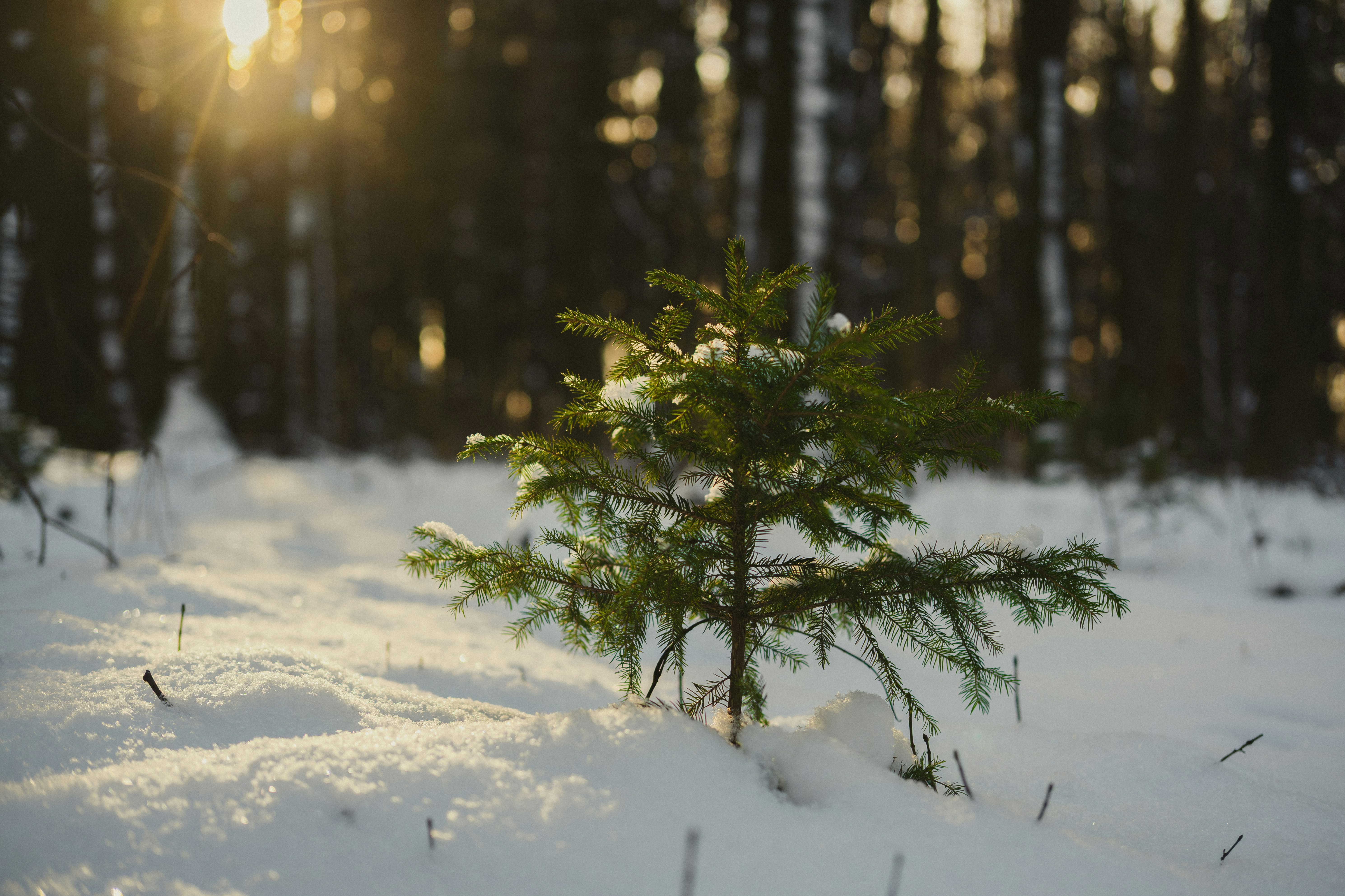 Sunlit Sprout: A lone pine seedling on a snowy forest floor