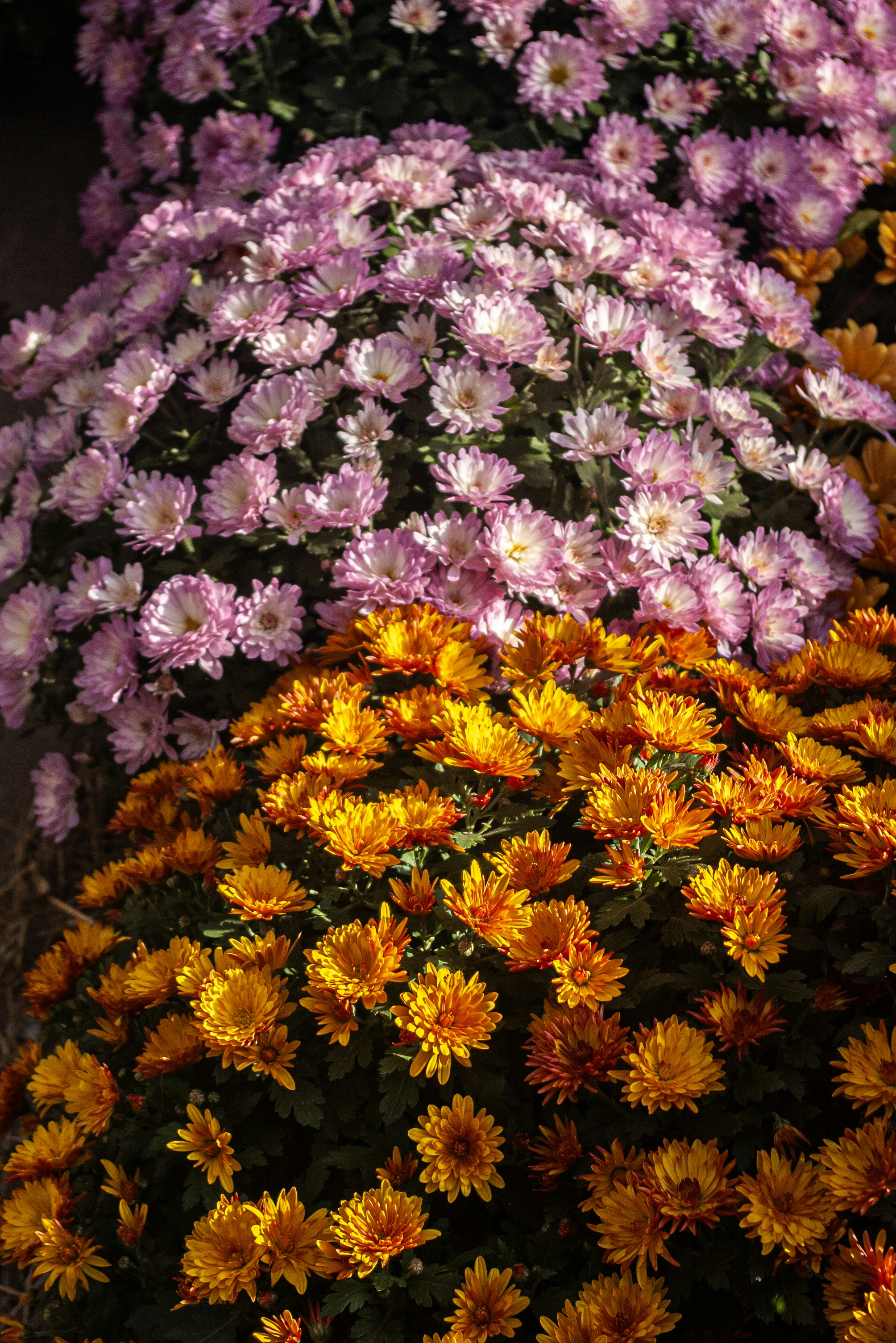 Pink and amber Chrysanthemums Cascade in Warm Seasonal Light