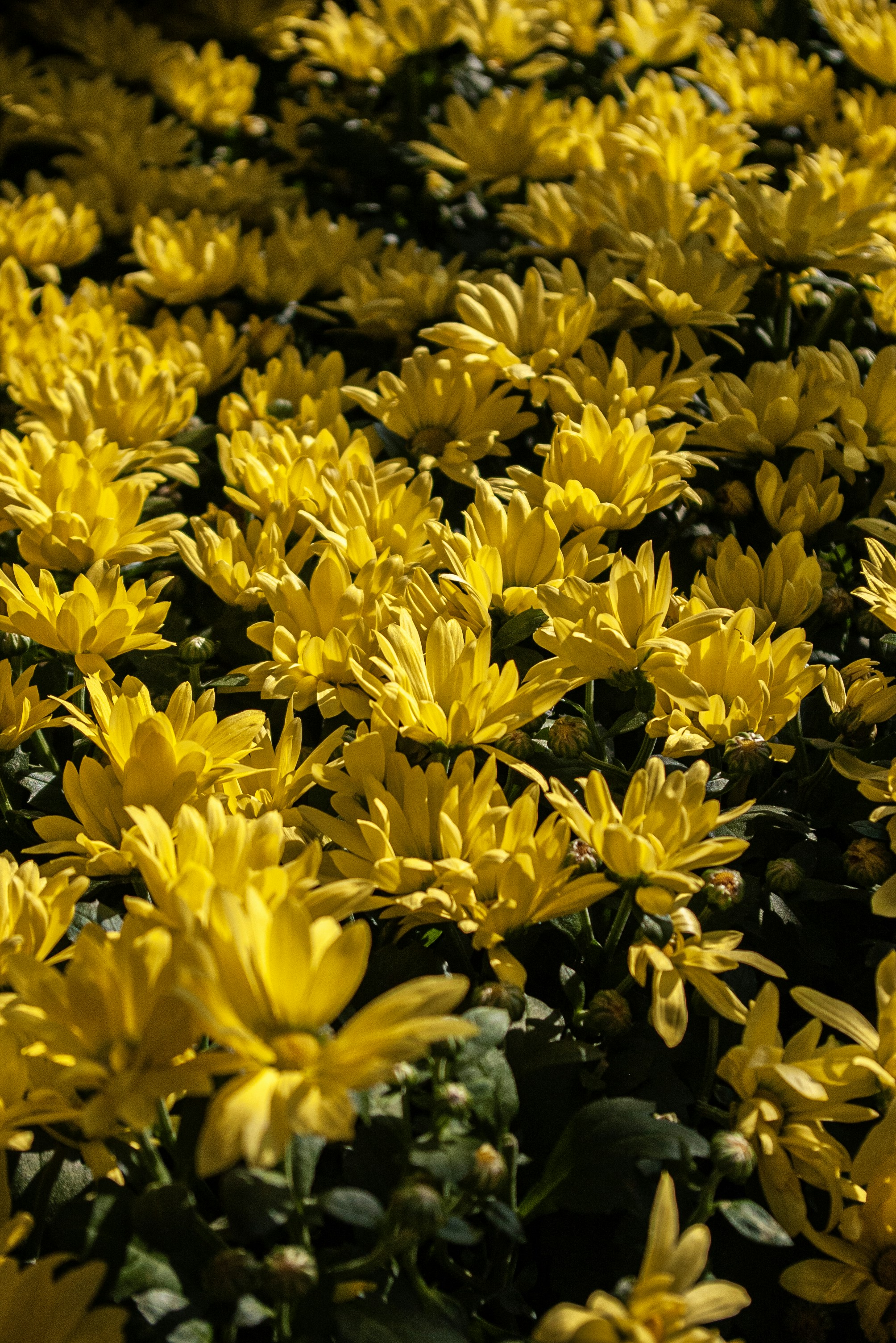Sunlit Golden Blooms: A Sea of Chrysanthemums