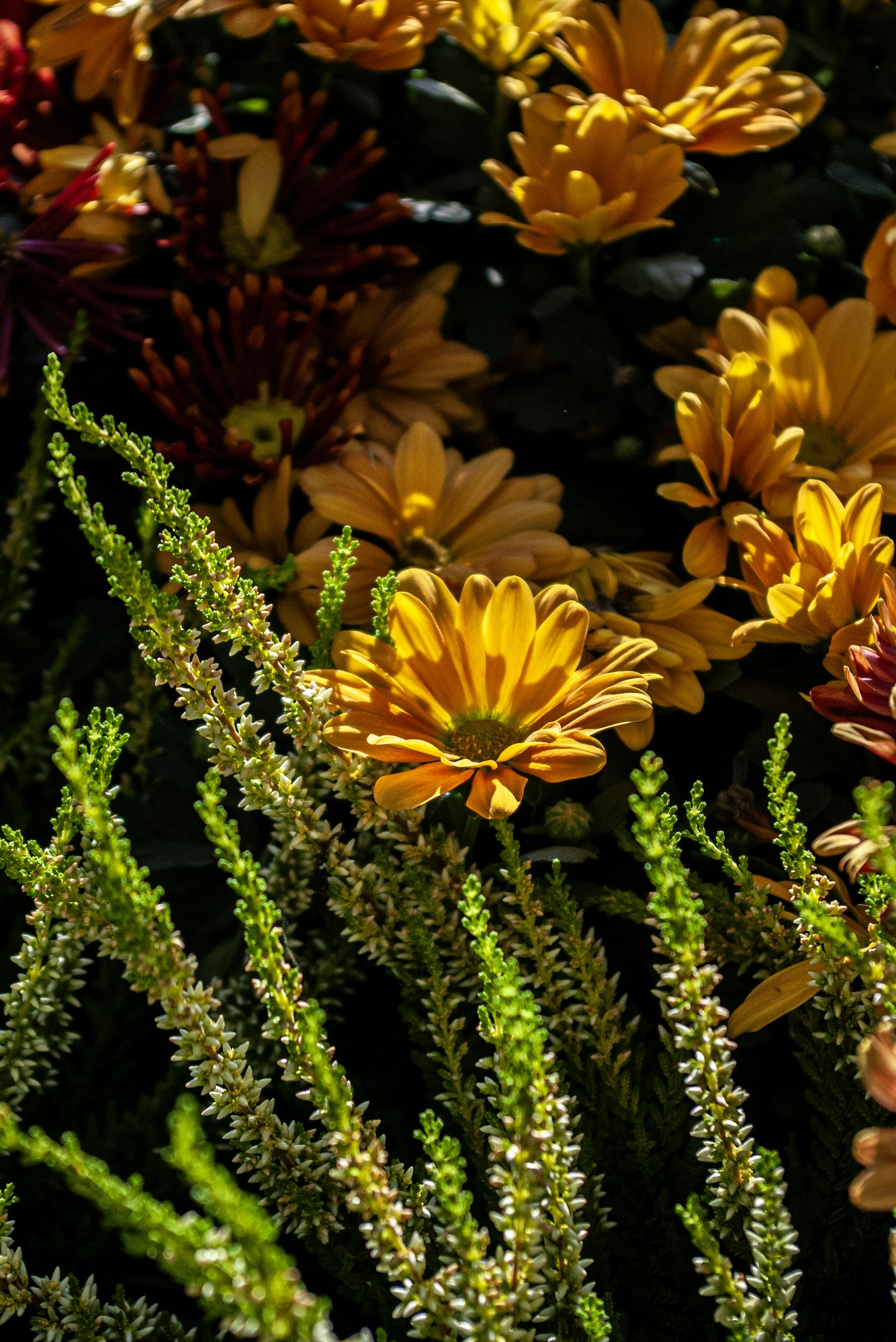 Sunlit Chrysanthemum Burst Among Green Spires
