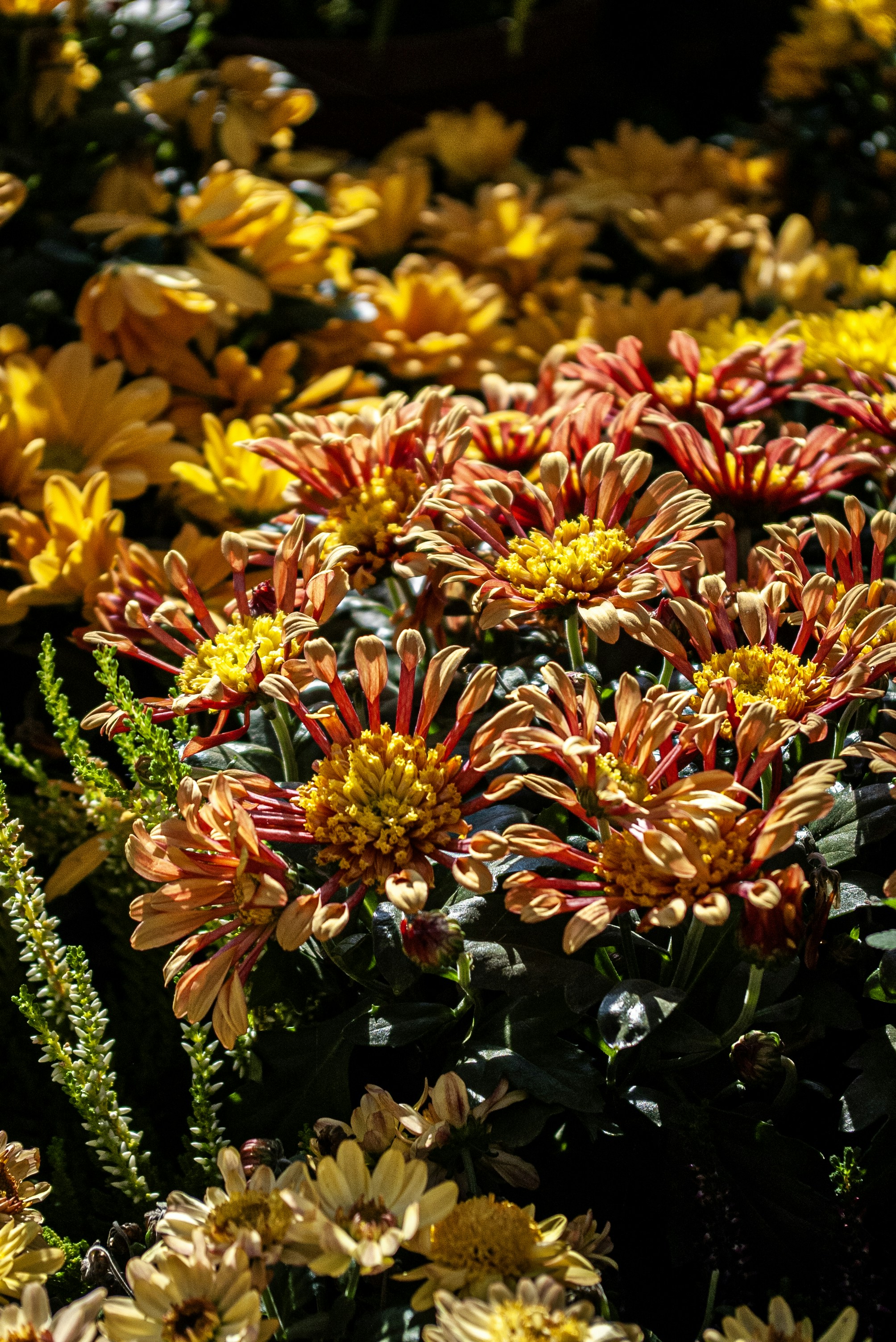 Crimson and Amber Chrysanthemums: A Burst of Autumn Light