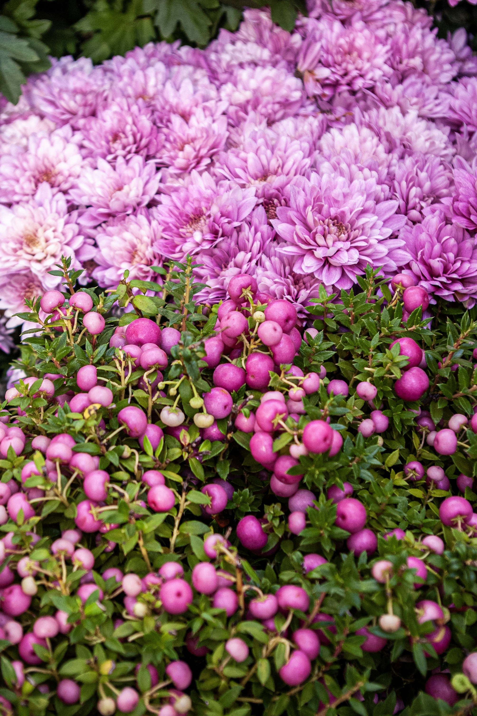 Pink pom-poms and berries: a lush bloom spectrum