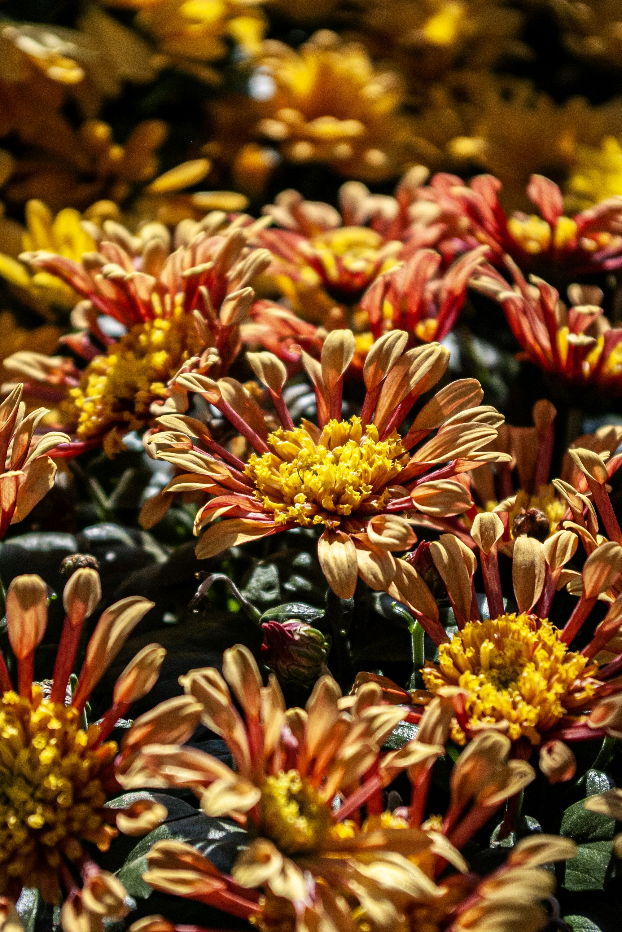 Sunlit Chrysanthemums in Warm Autumn Tones