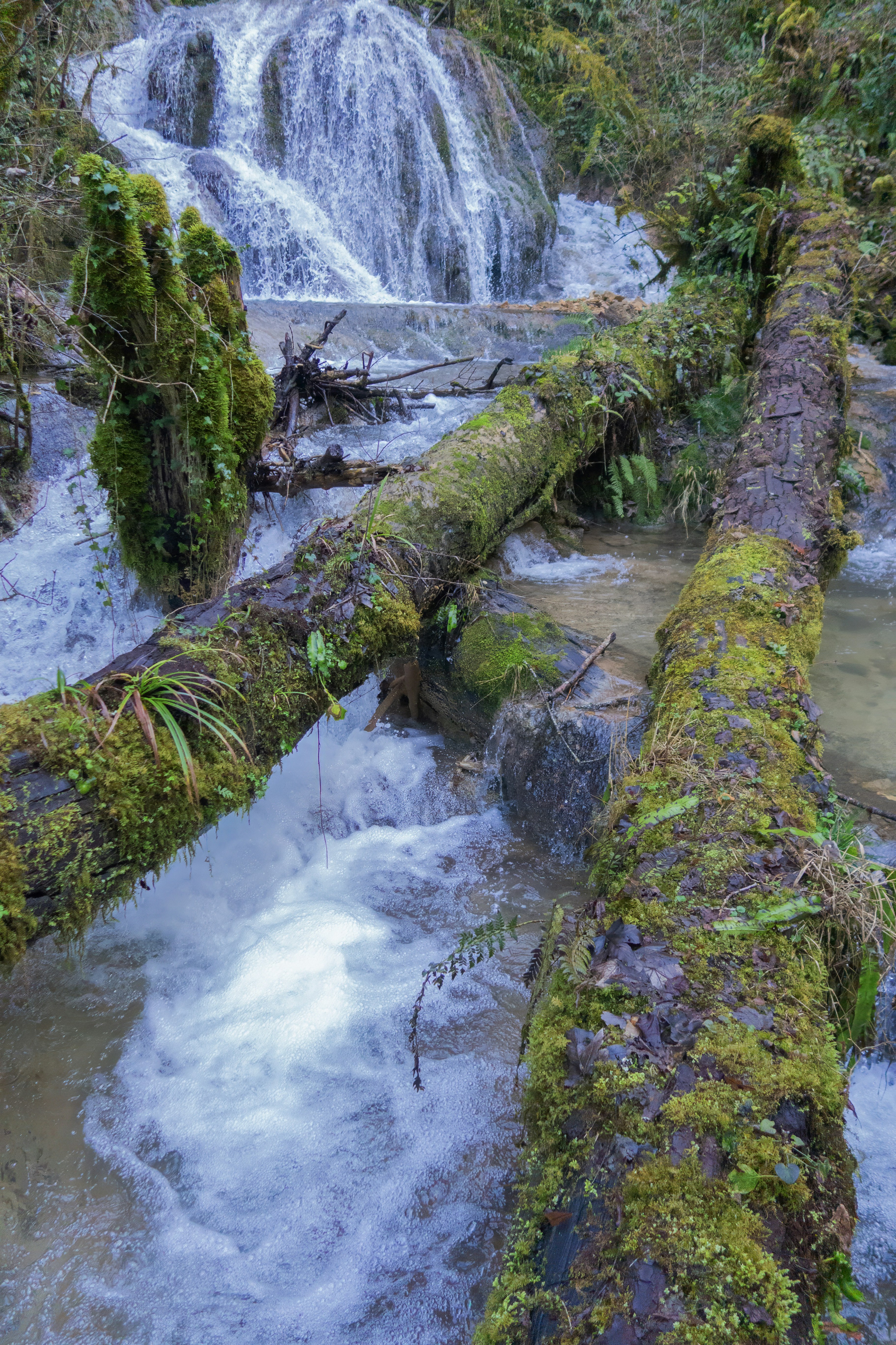 Moss-Capped Trunk Overlook: a Cascading Forest Stream