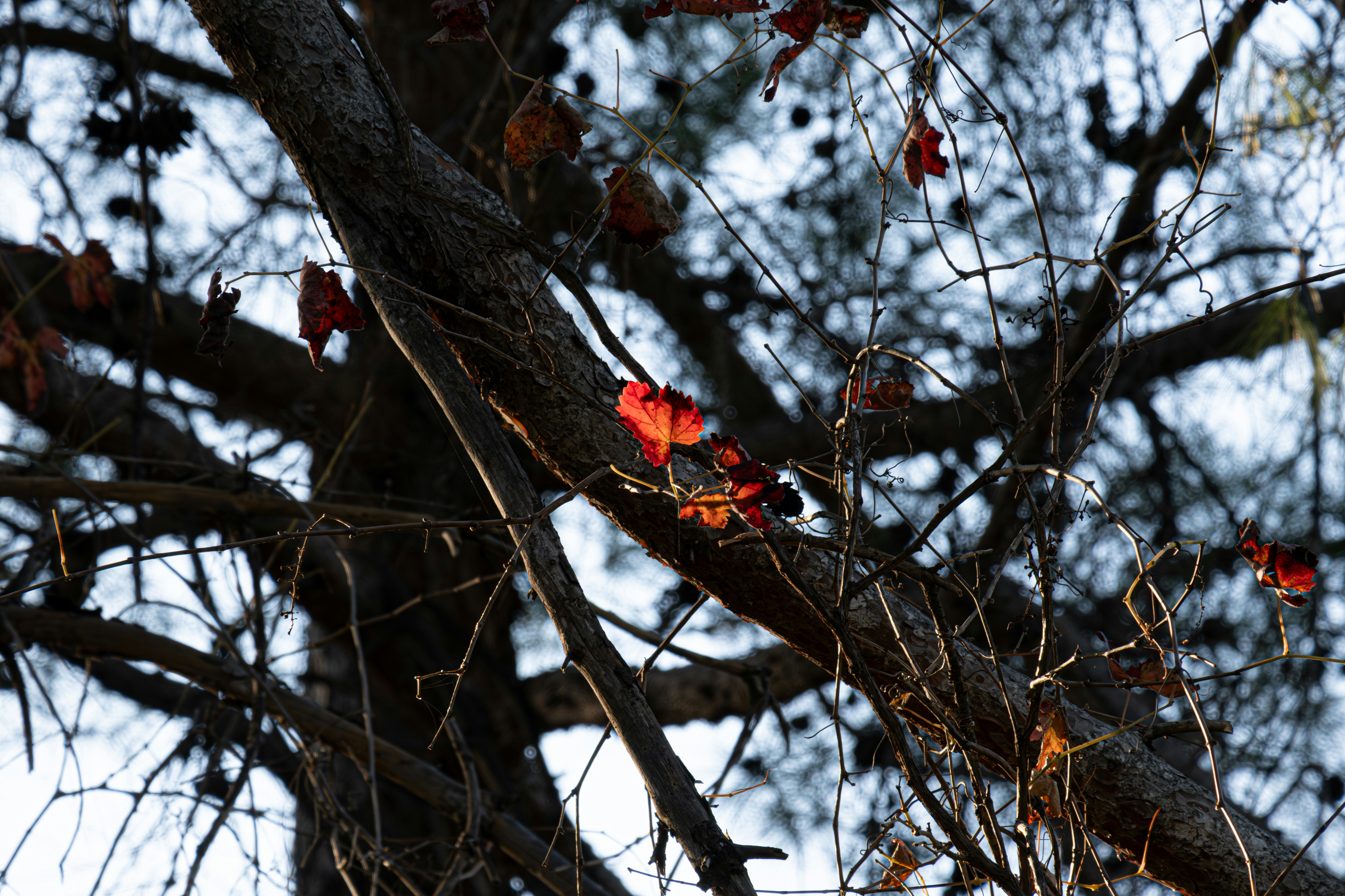 Red autumn leaf on a tangle of dark branches against a pale sky