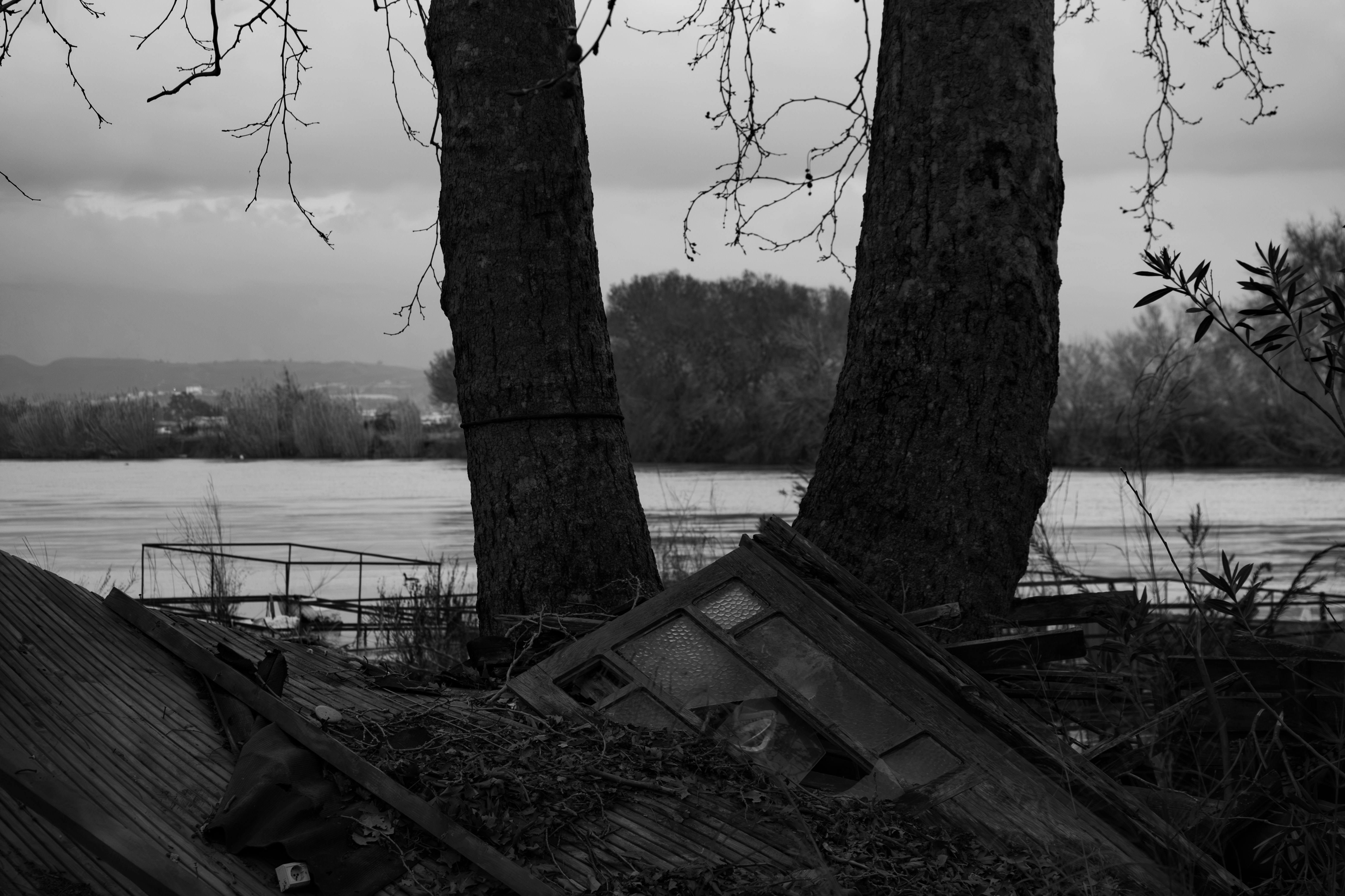 Ruined Riverside Trunkway: A Silent Portrait Under Weeping Branches