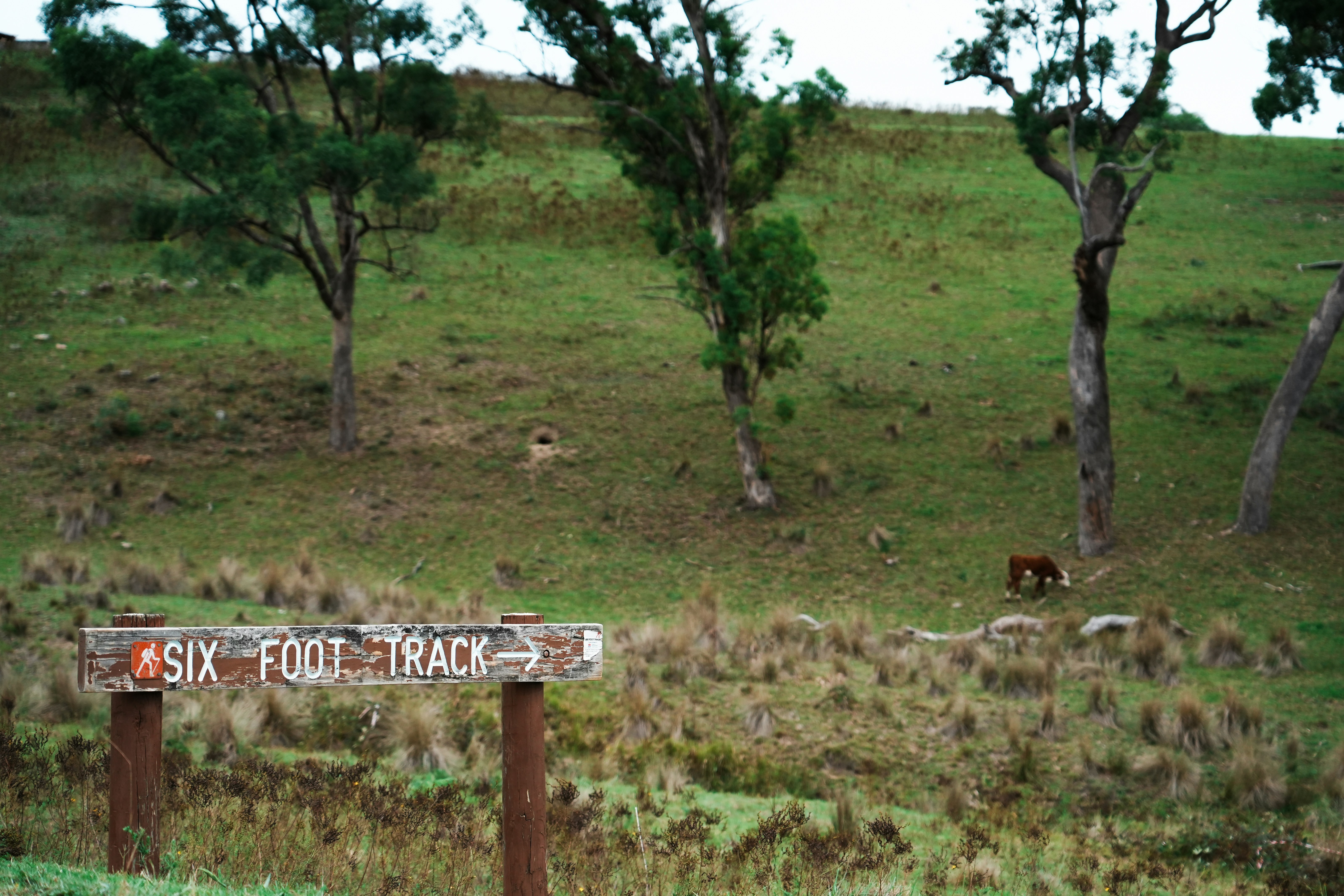 Pastoral Track: A Lone Cow under a Rusty Sign