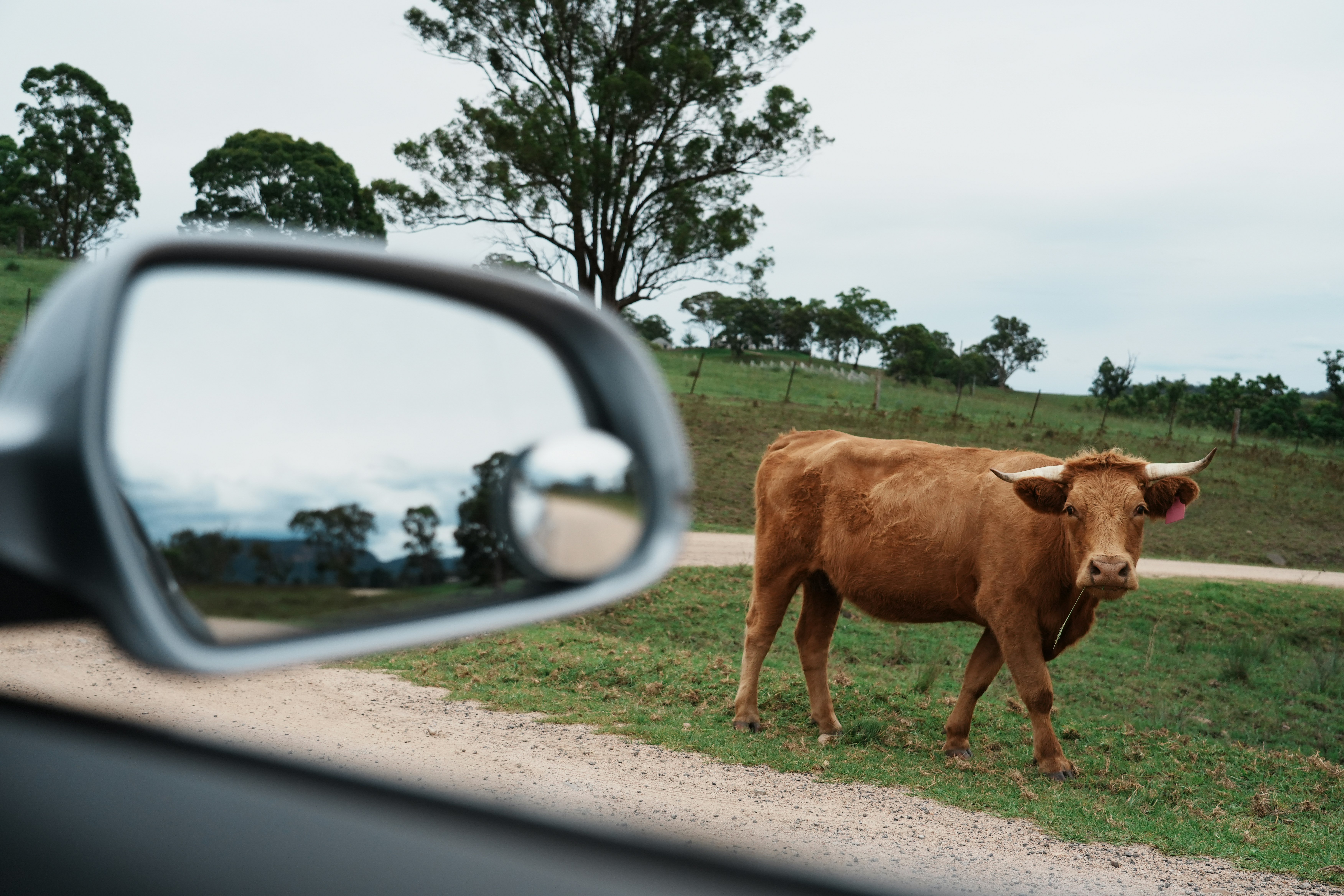 Farmyard Encounter Reflected: A Cow Stroll by the Road