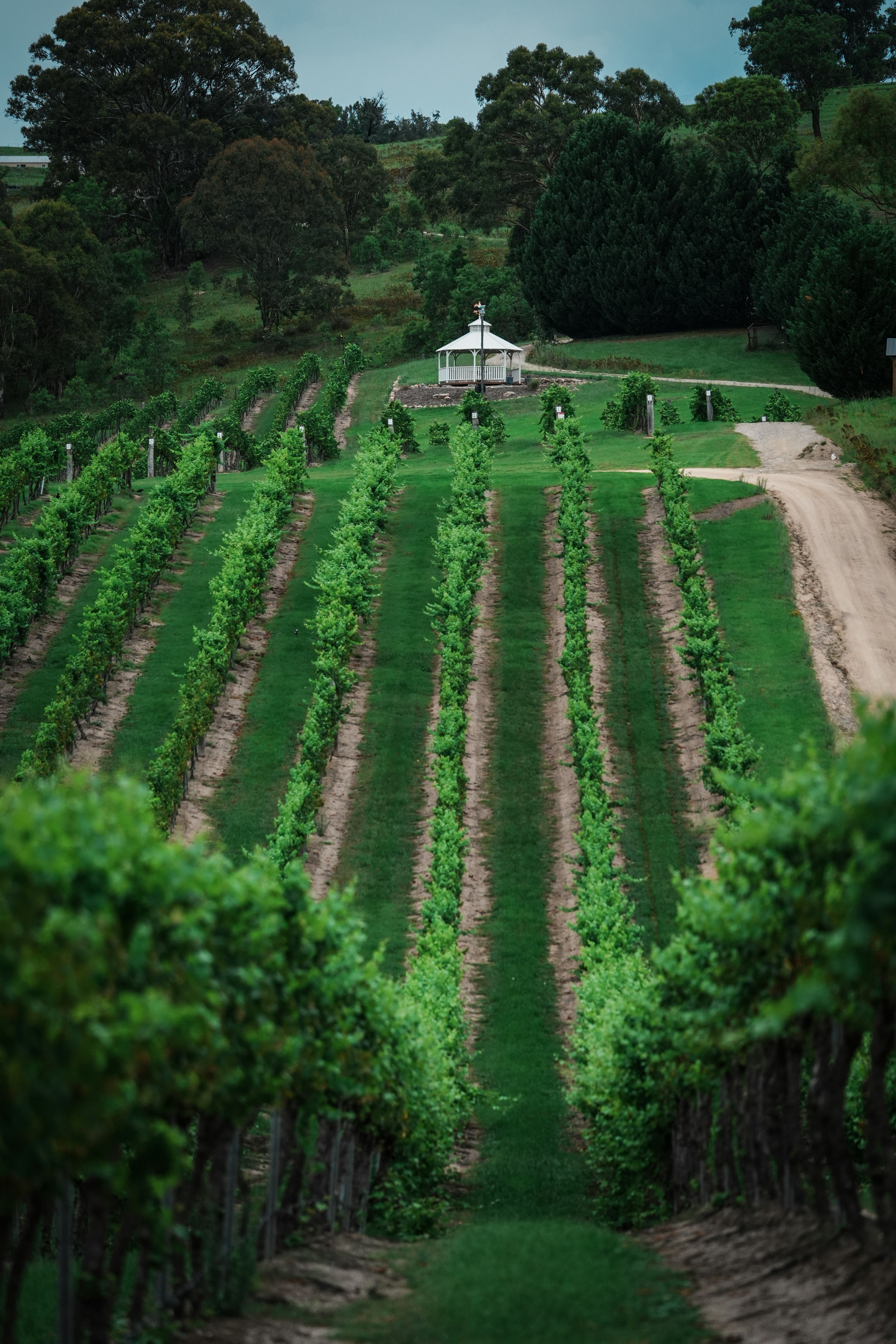 Vineyard Rows converge toward a quiet white gazebo in a hillside estate