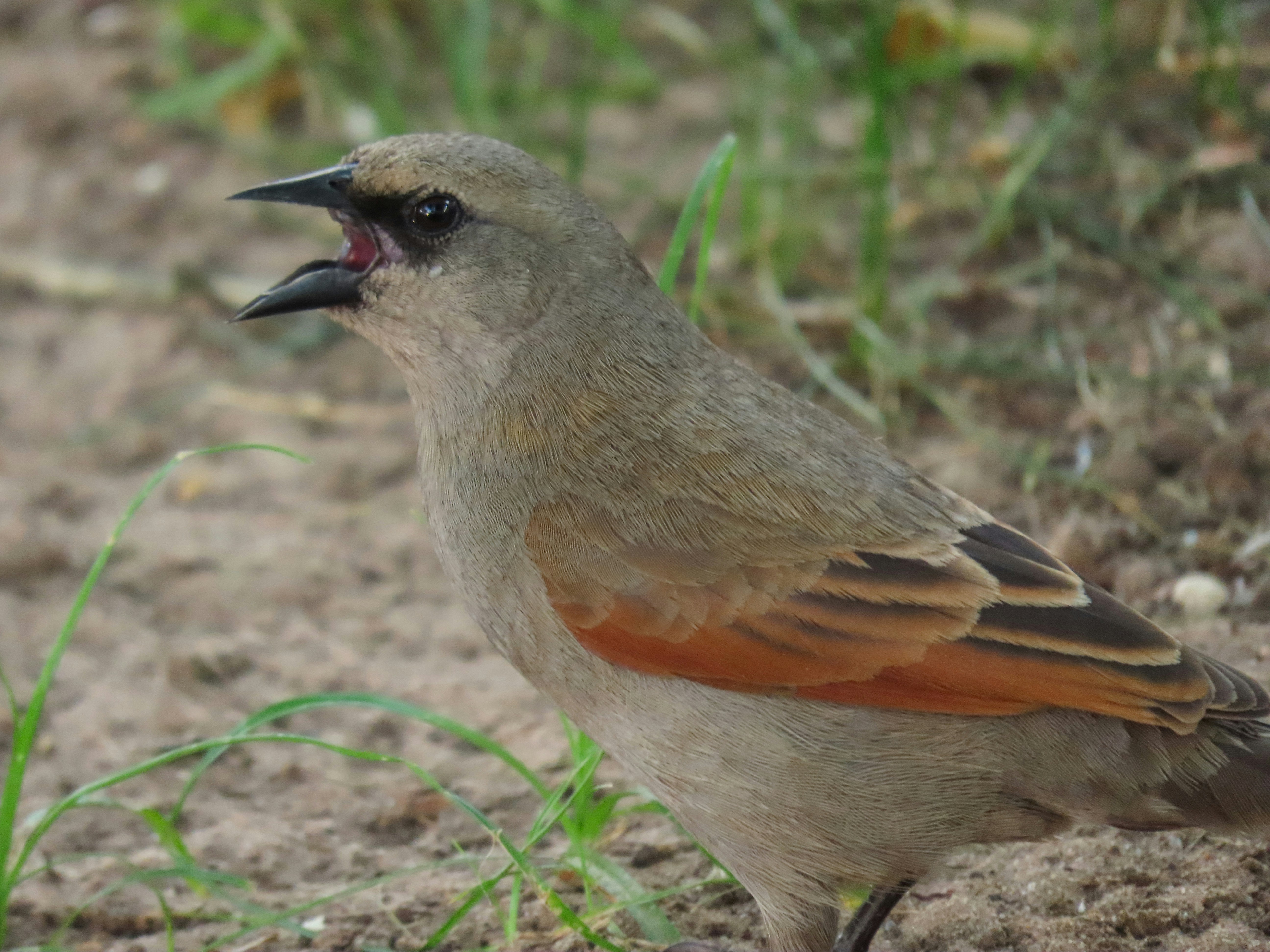 Brown-feathered Songbird in Grounded Meadow, Beak Open as if Singing