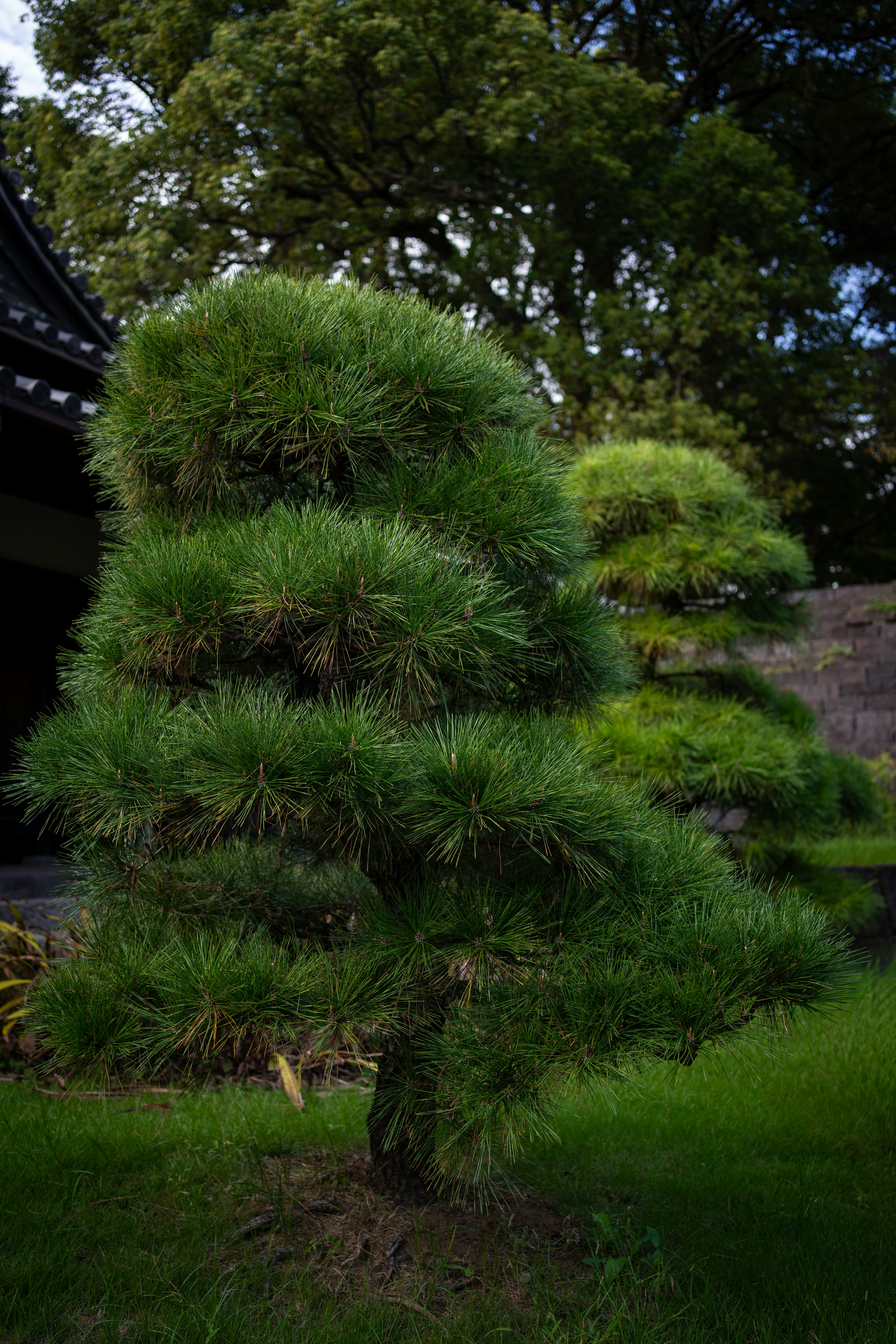 Tamed Pine Cusps in a Serene Garden
