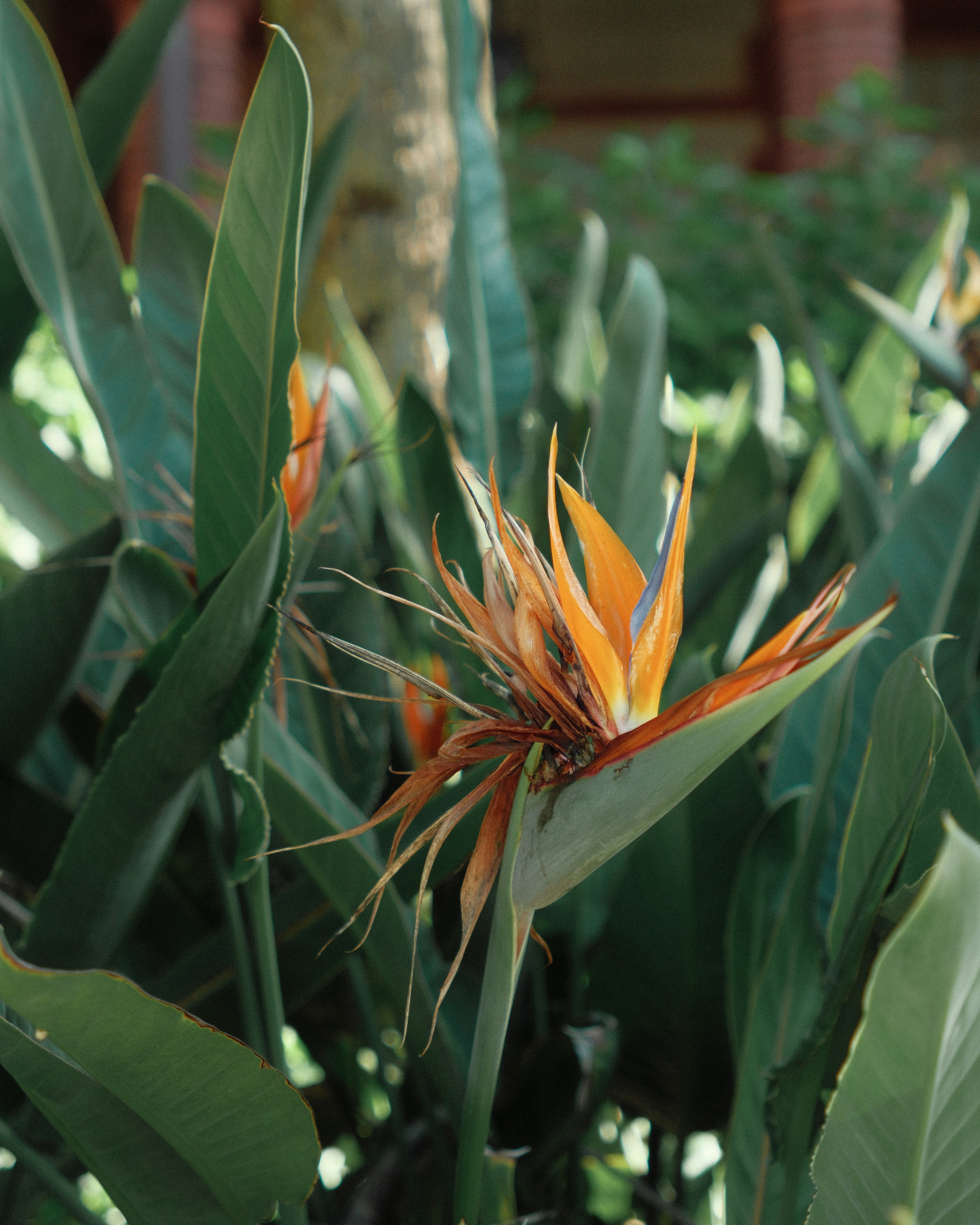 Orange Bird of Paradise Blossom Rising Amid Dark Green Foliage