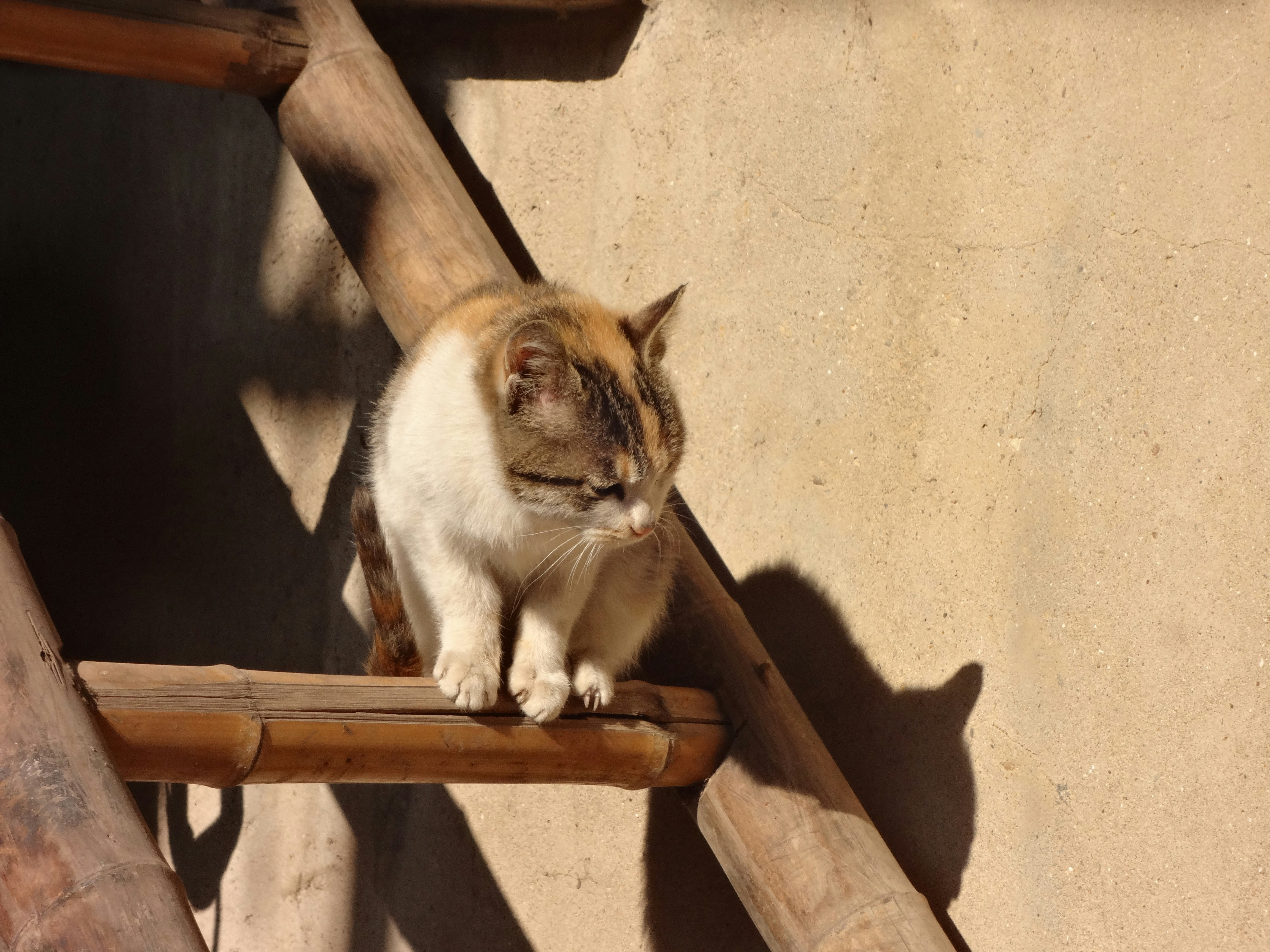 A calico cat sits on a wooden structure.