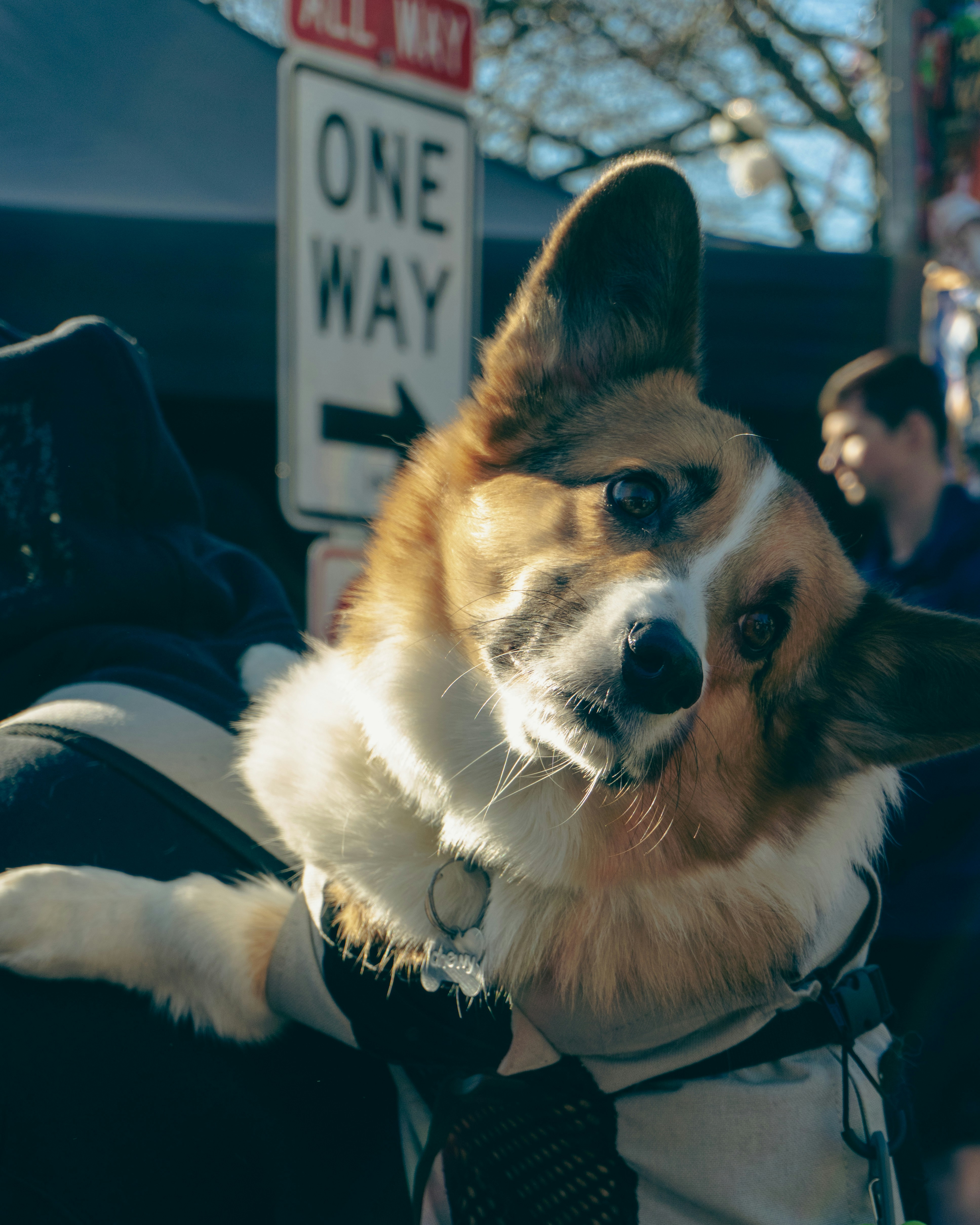 Curious Corgi with Tilted Head Beside a One-Way Sign