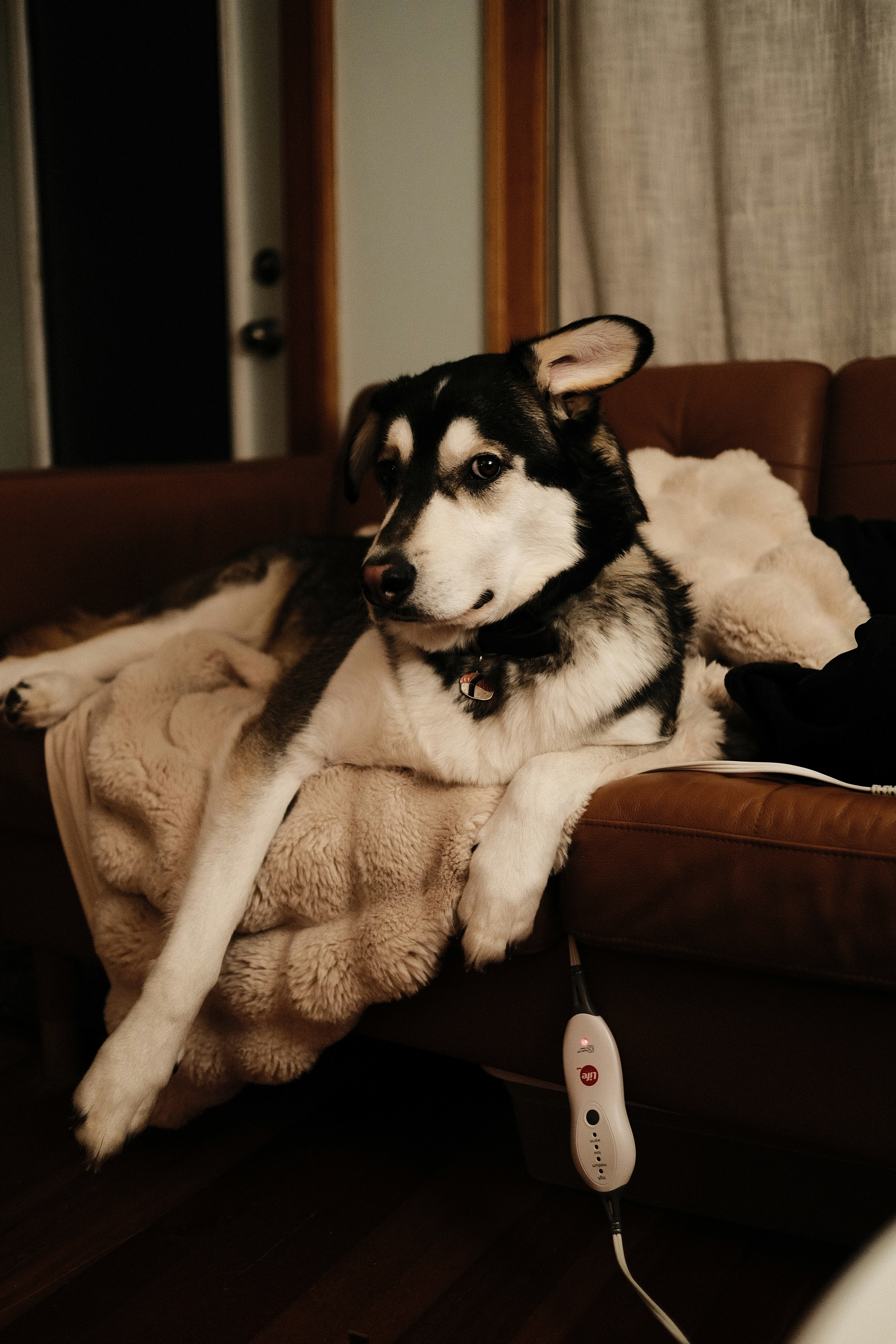 Cozy Couch Sentinel: A Relaxed Husky Mix Guarding a Soft Blanket