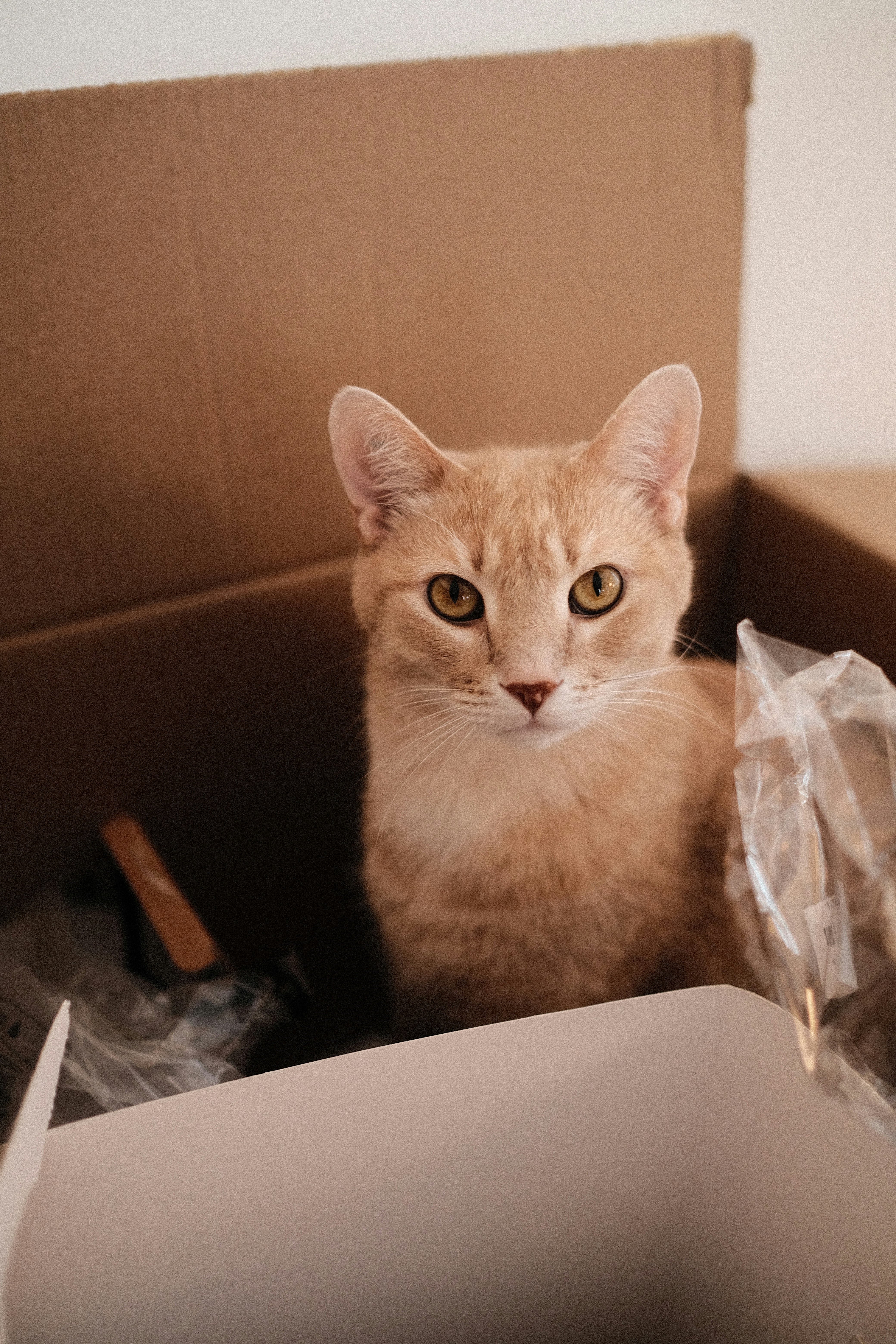 Curious Hideaway: Cat Looking Up from Cardboard Nest