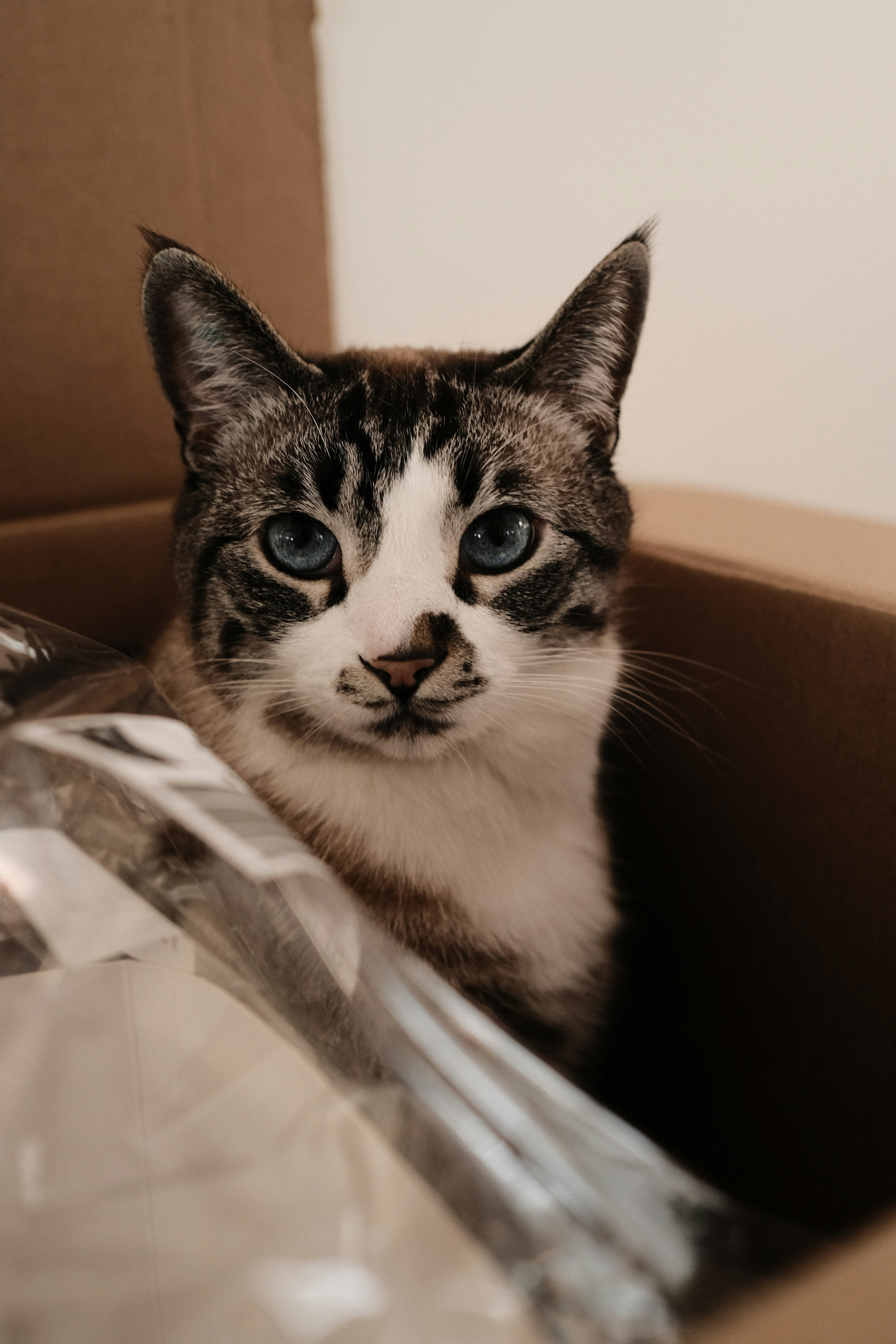 Boxed Curiosity: A Calico Kitten Stares from Cardboard Shelter