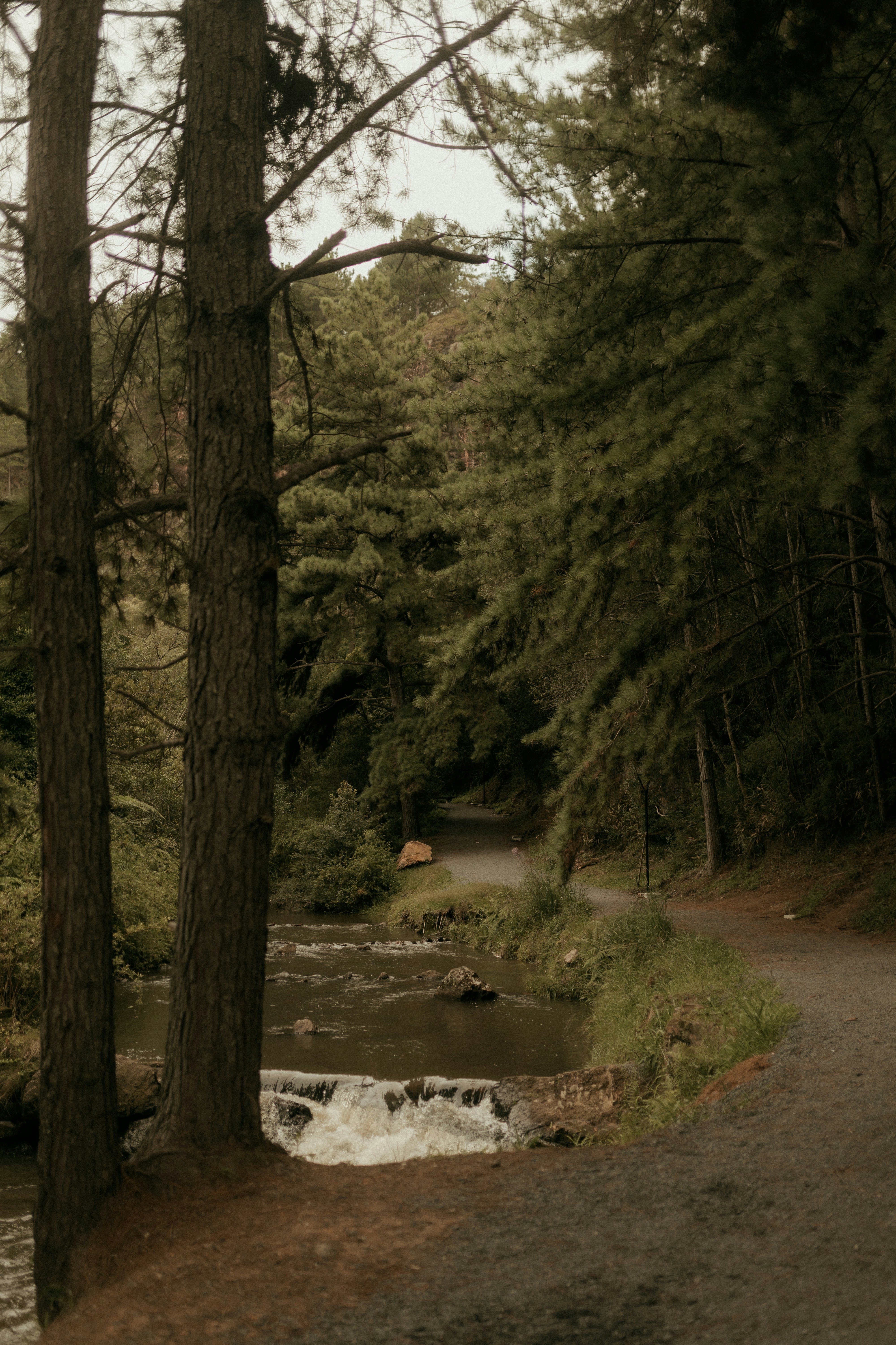 Path through the Quiet Pines by the Riverside