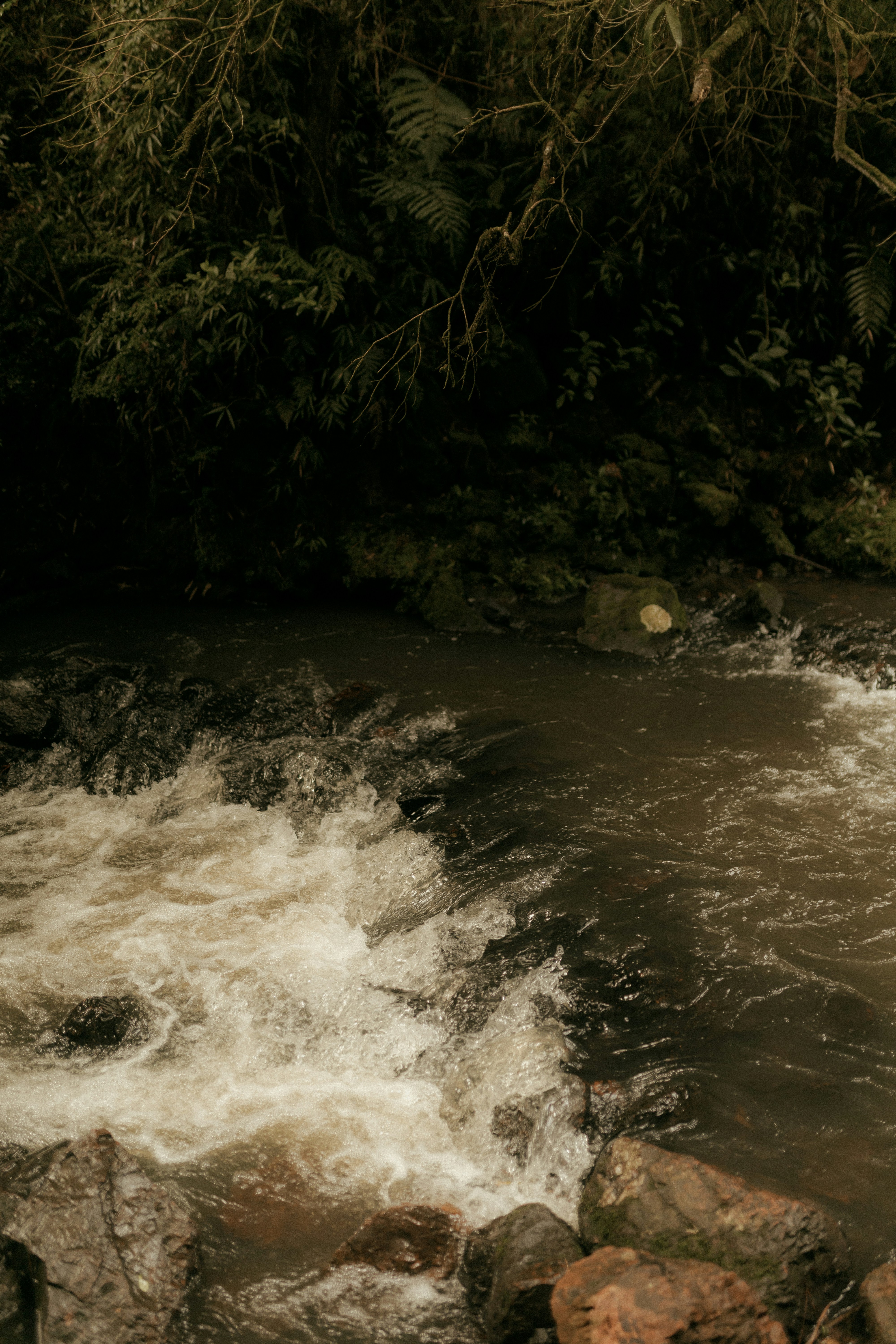 Rushing River Edge: Quiet Underbrush Framed by Falling Water