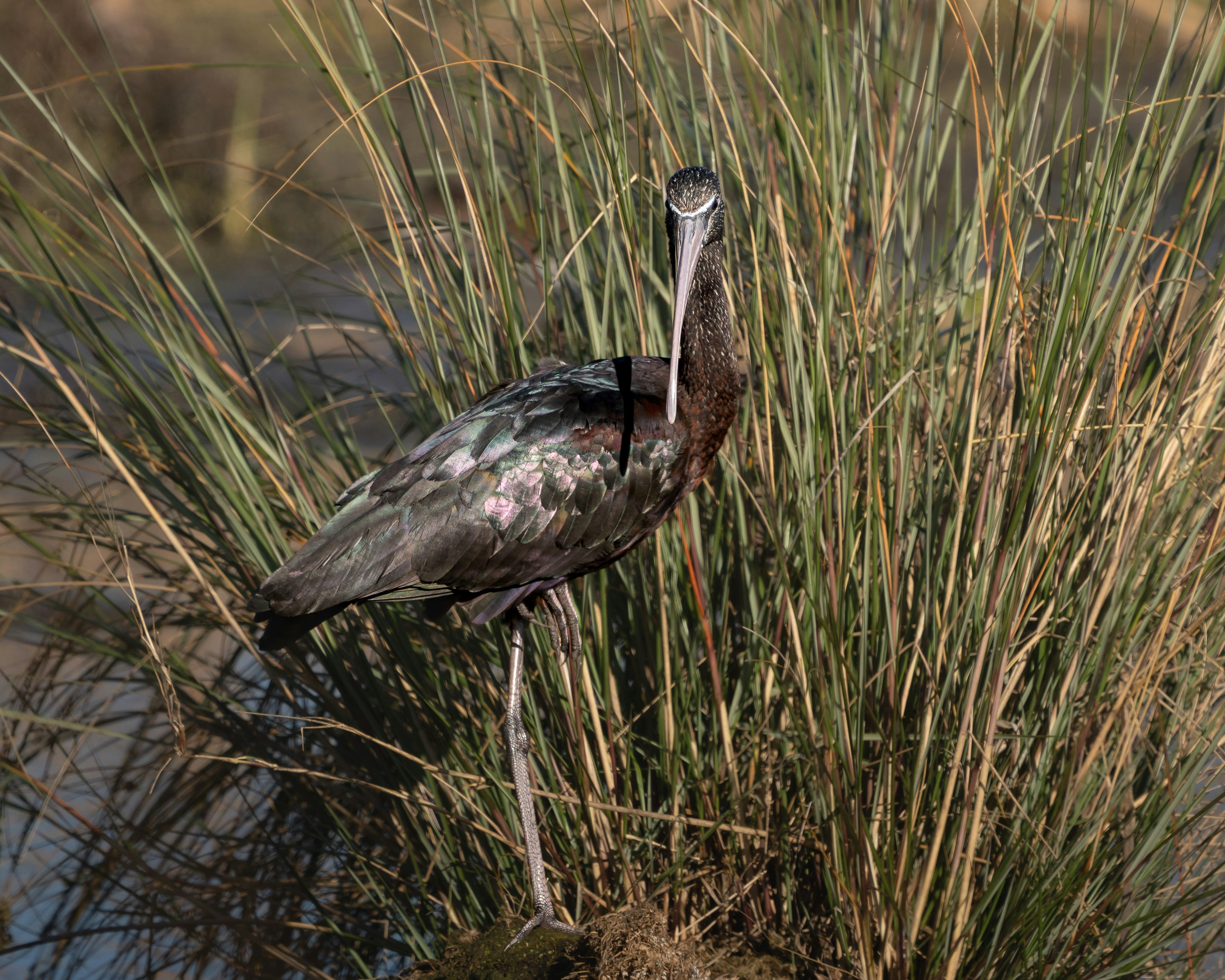 Heron in Marsh Gaze: A Quiet Stride Among Reeds