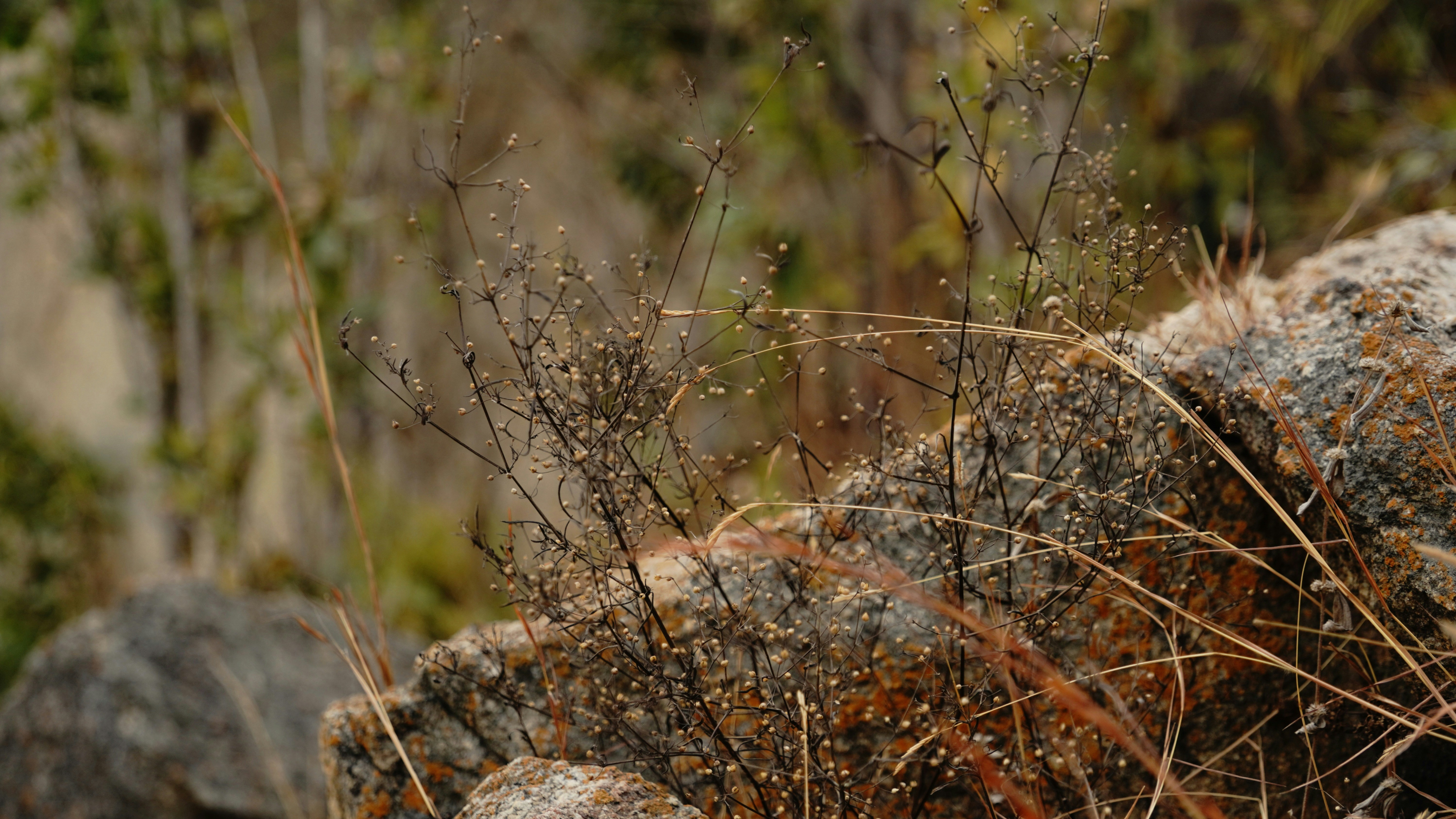 Veins of Weathered Stone: Quiet Shore of Dried Grass and Pebbles