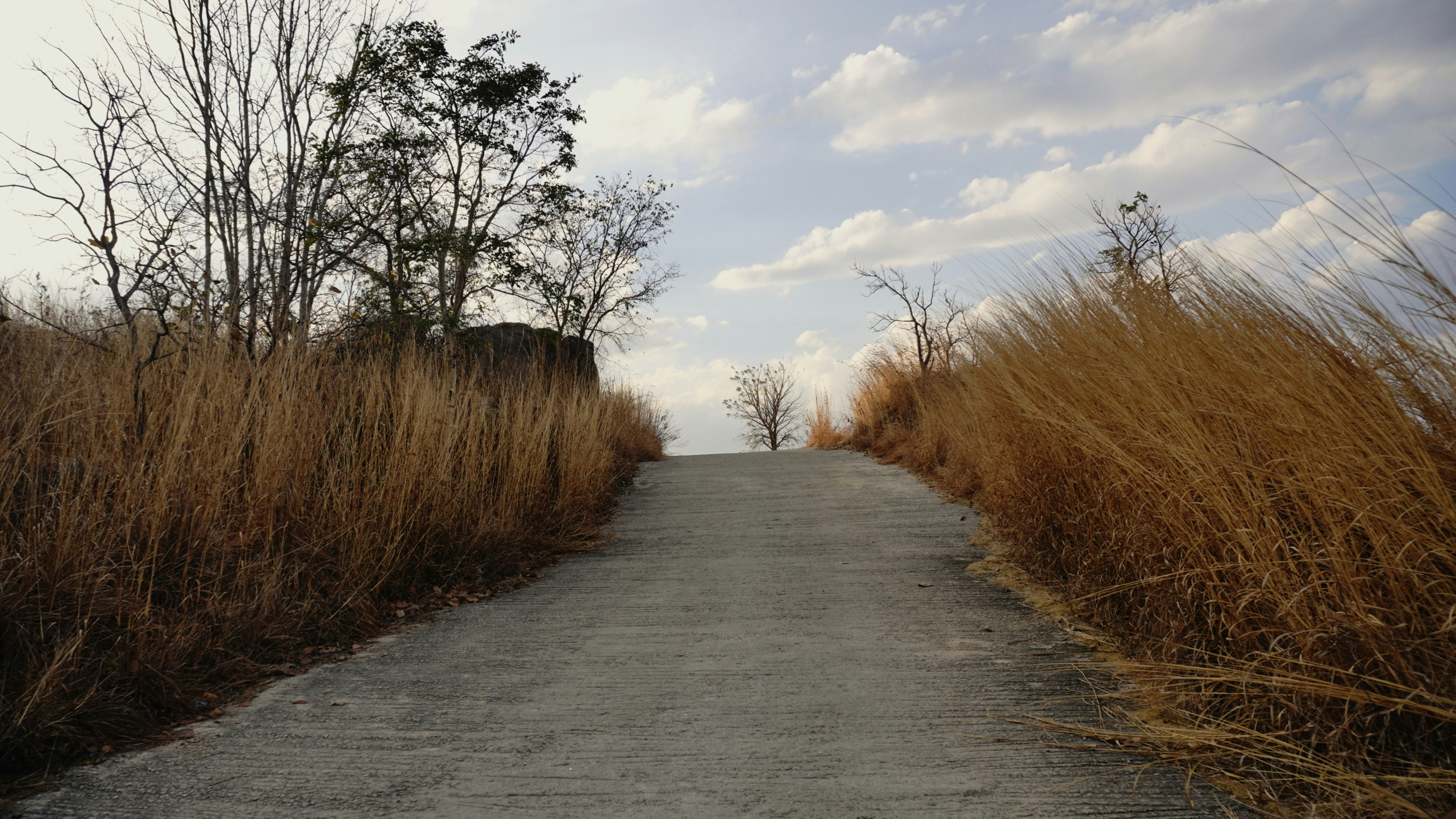 Toward the Horizon: A Quiet Gravel Path Between Tall Autumn Grasses