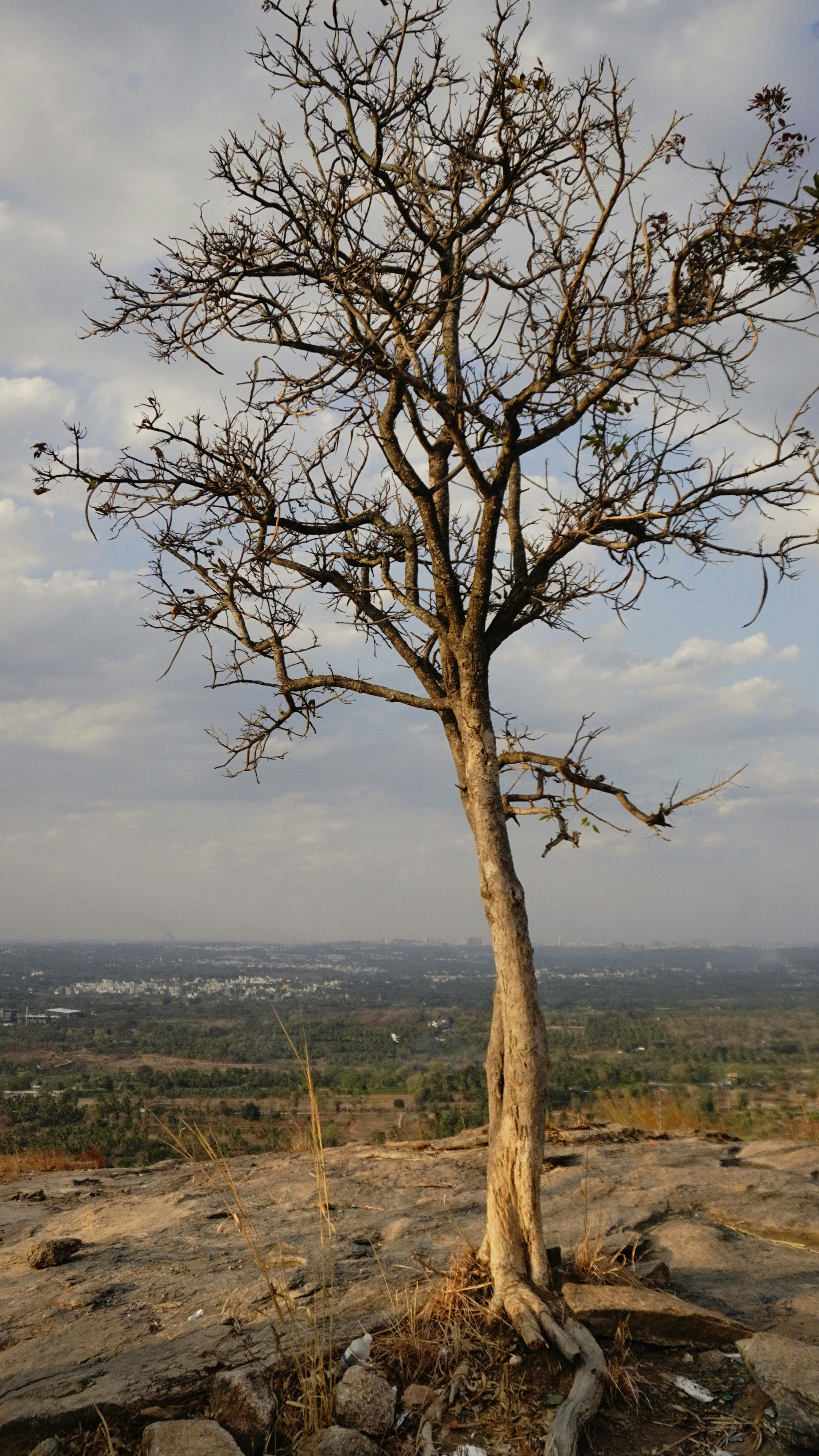 Lonely Arboreal Sentinel Over a Distant Plain