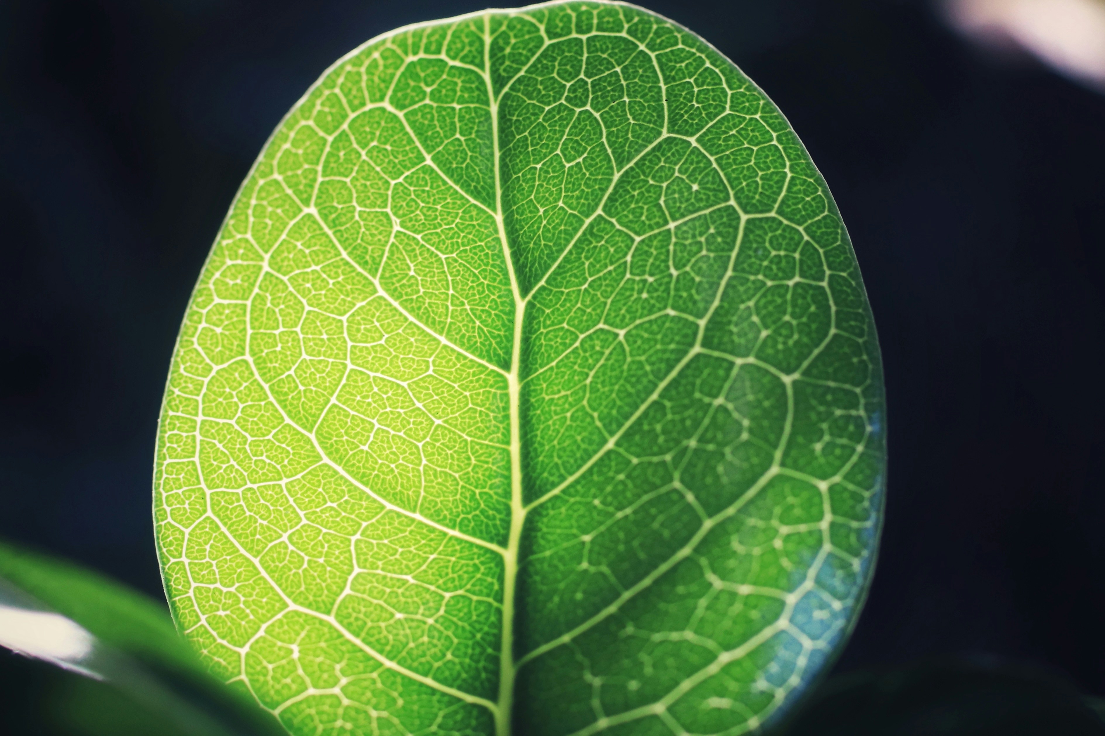Vein-Lit Leaf: A Close-Up of Green Quiet