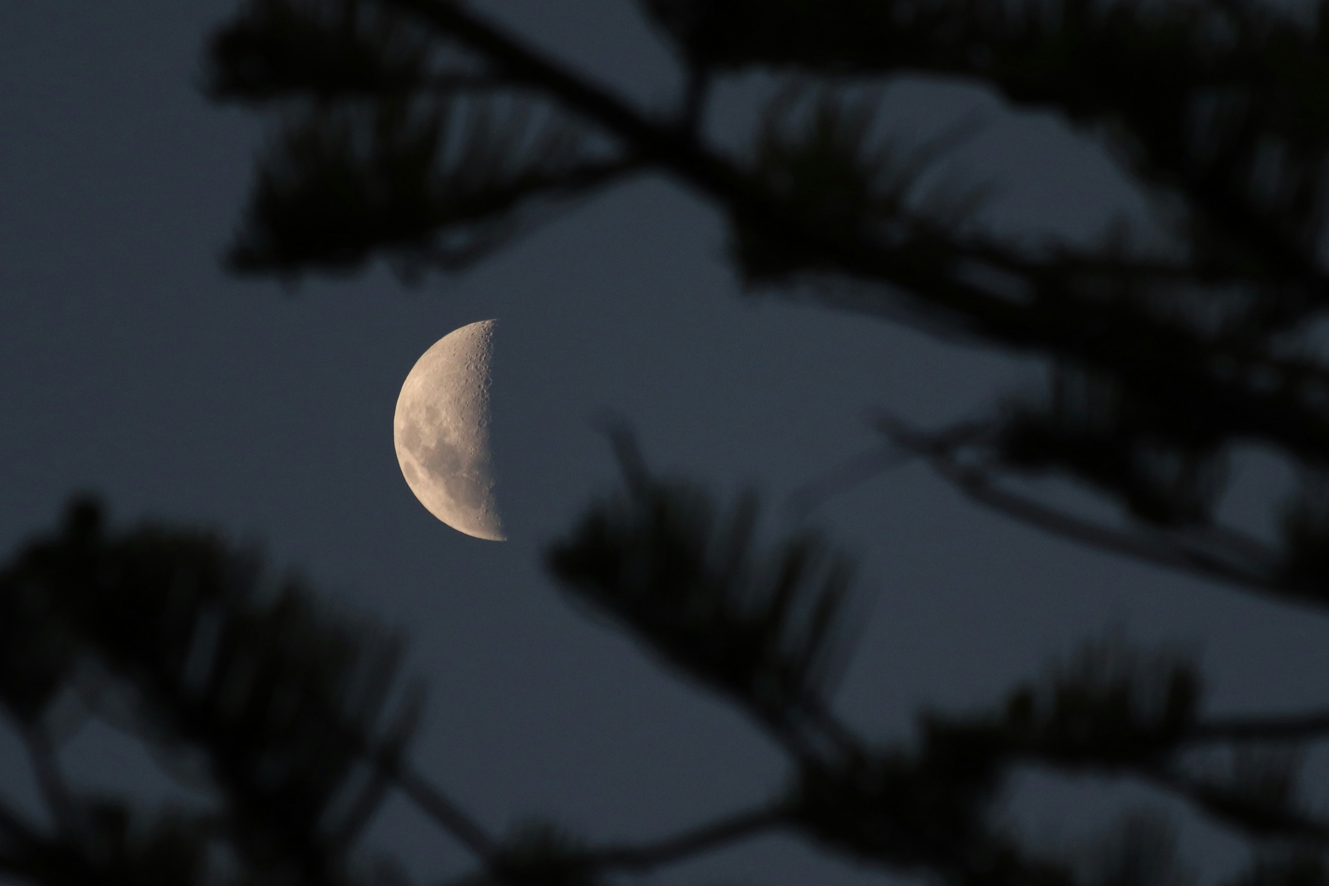Luna in the Pines: A Quiet Crescent Amid Dark Branches