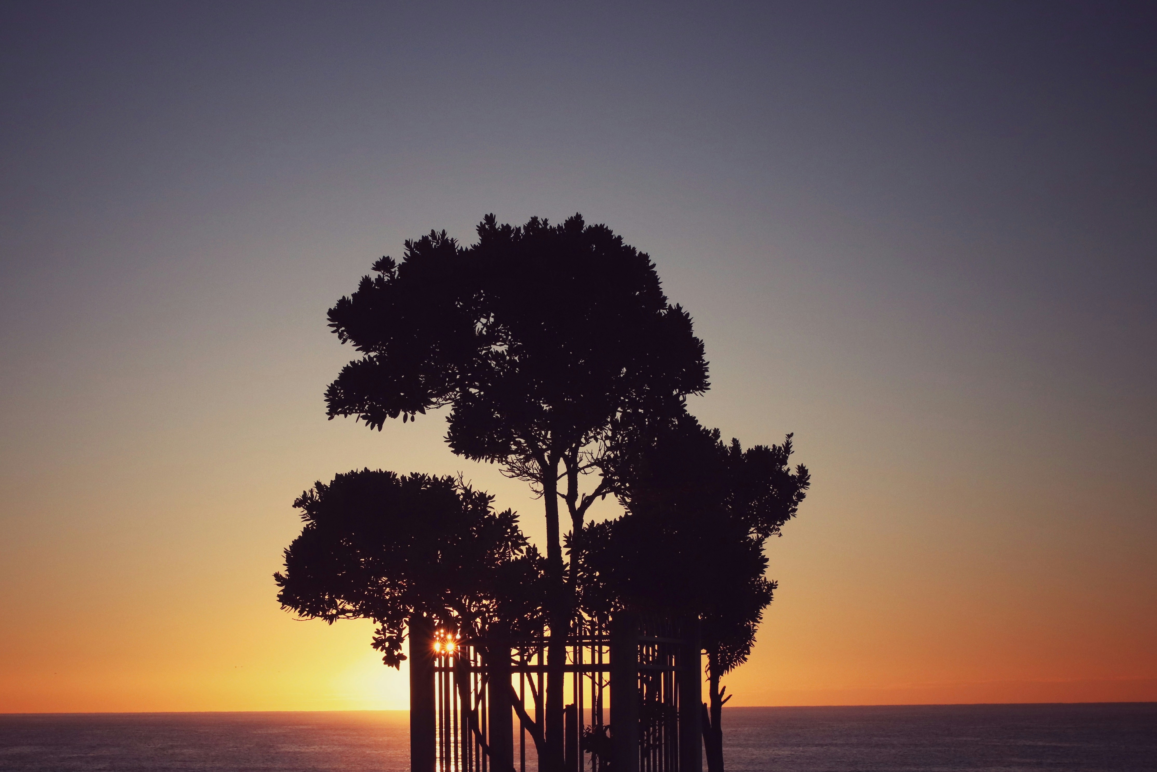Silhouetted Tree Chorus at Golden Hour