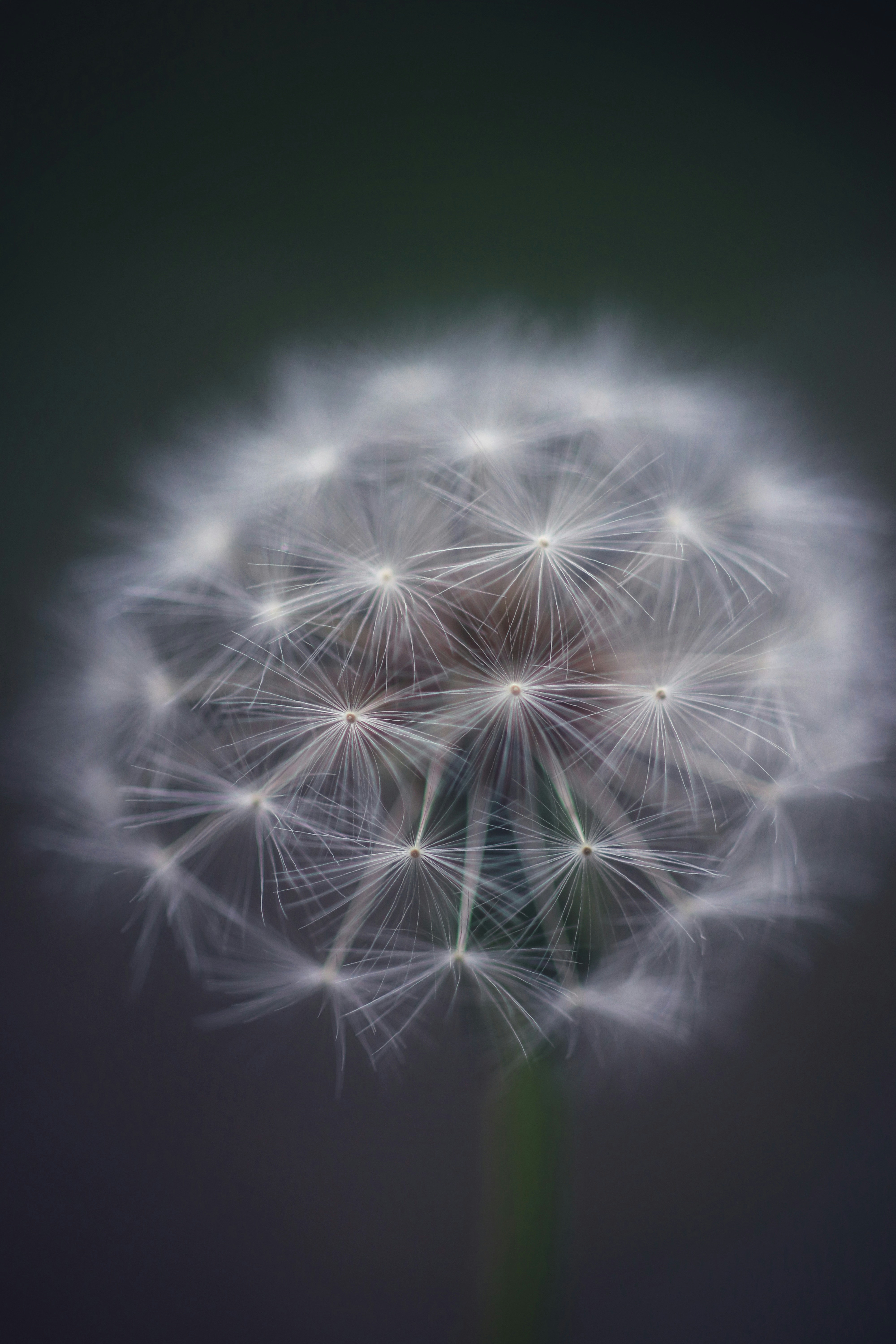 Soft Bloom: A Close Portrait of a Dandelion in Gentle Focus