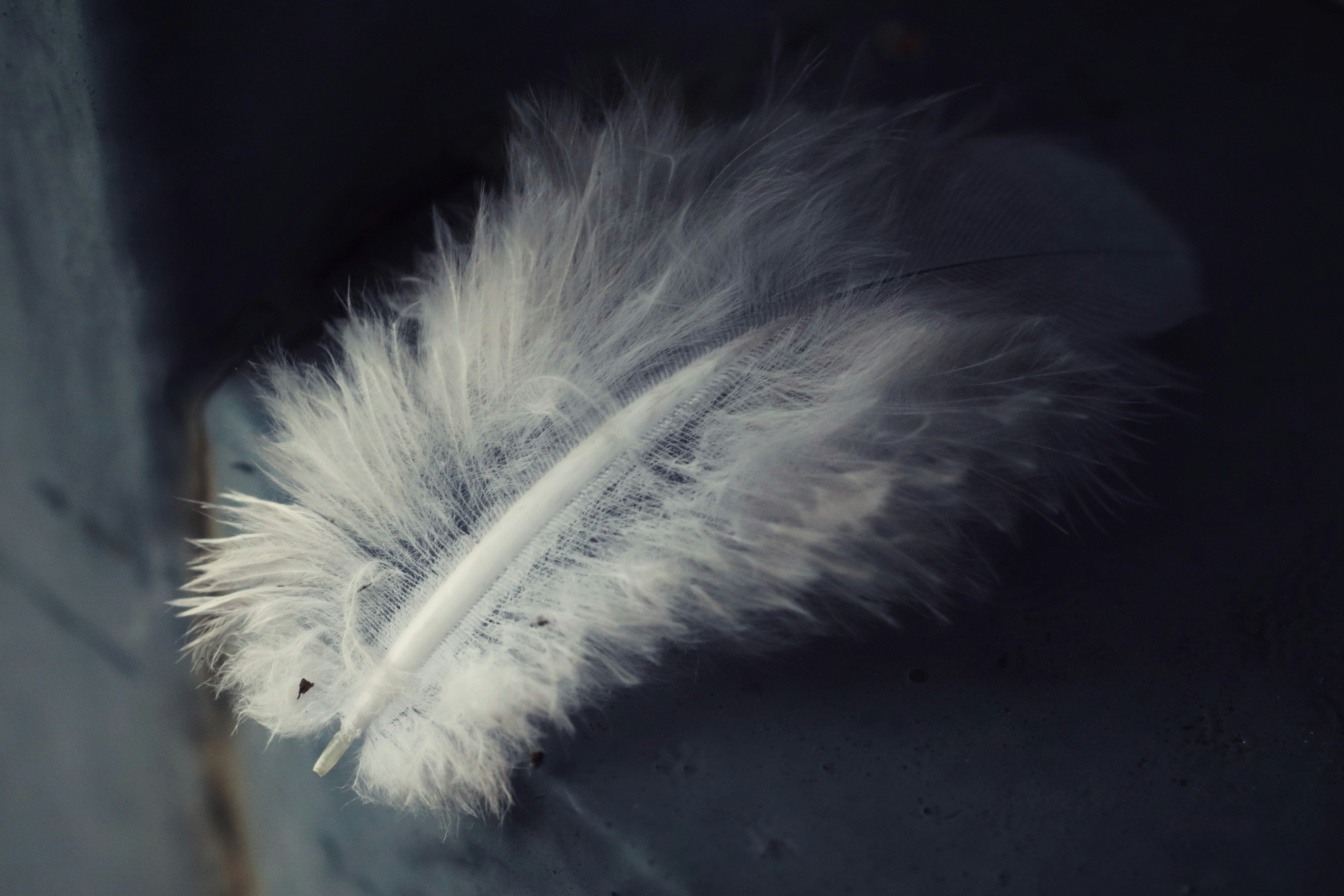 Soft Feather on a Cold Surface: A Quiet Moment of White Contrast